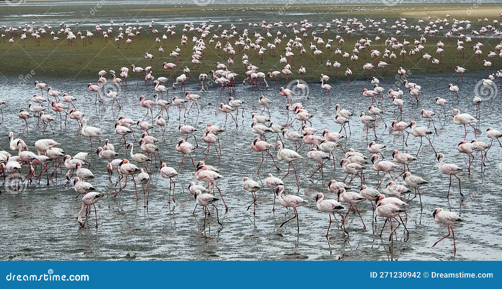 Pink Flamingos in Lagoon, Walvis Bay, Namibia Stock Photo - Image of ...