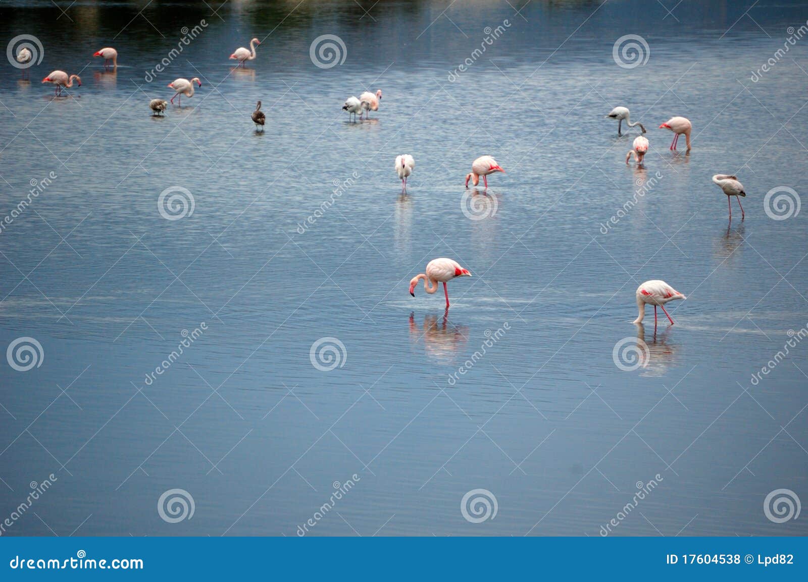 Pink flamingos on lake stock photo. Image of details - 17604538