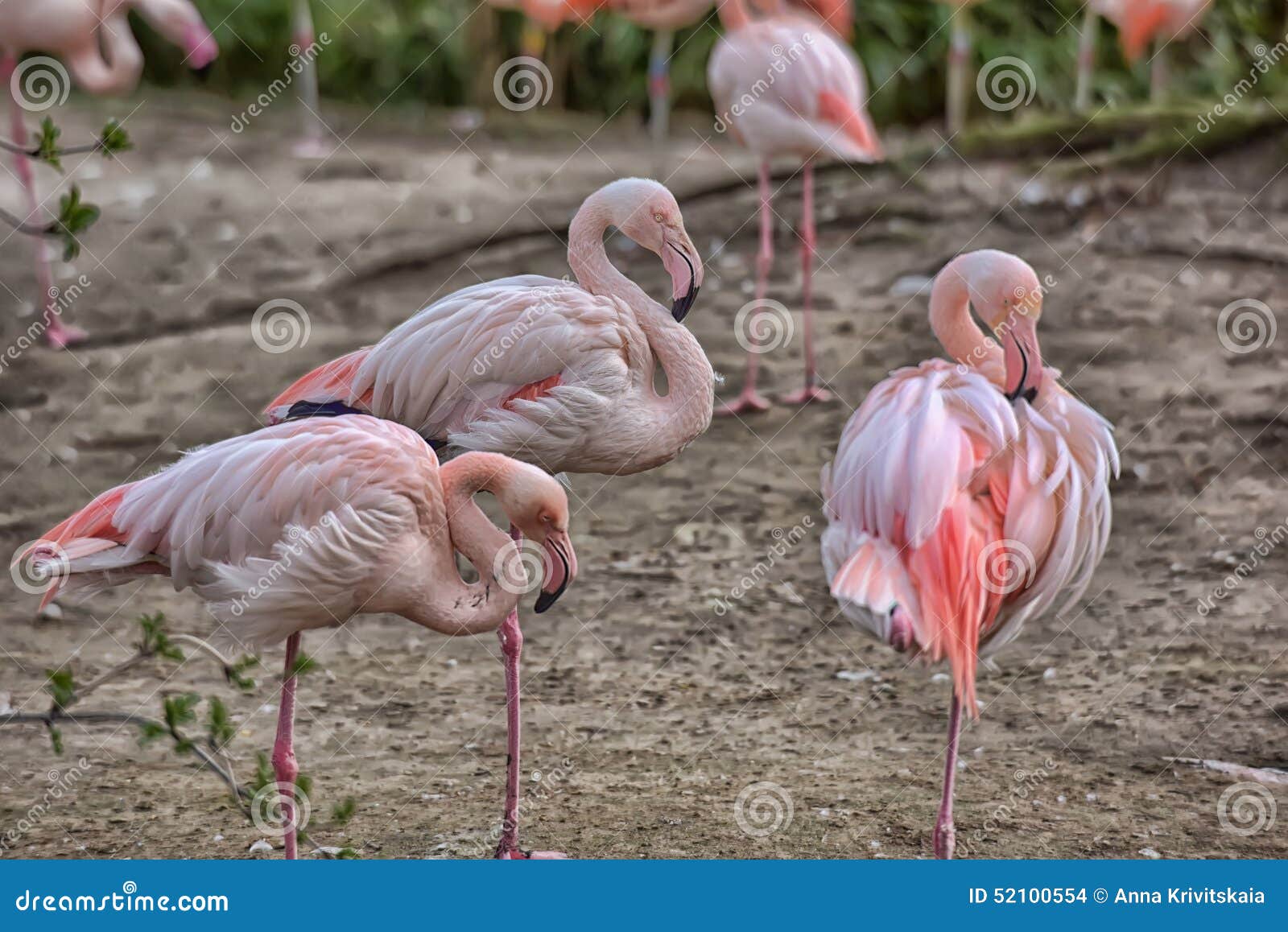 Pink flamingos stock photo. Image of colony, africa, america - 52100554