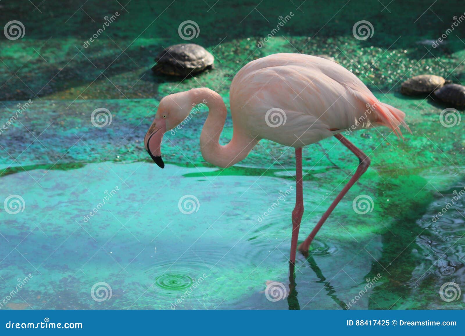 Pink flamingos stock image. Image of bright, park, city - 88417425