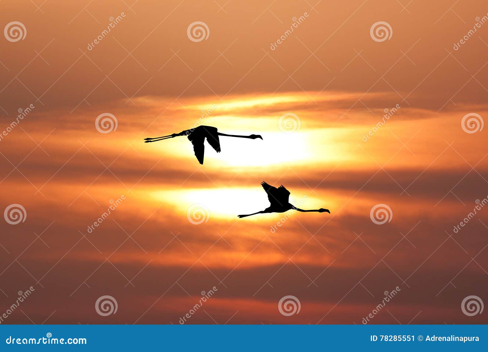 Pink flamingos at sunset stock illustration. Illustration of flamingos ...