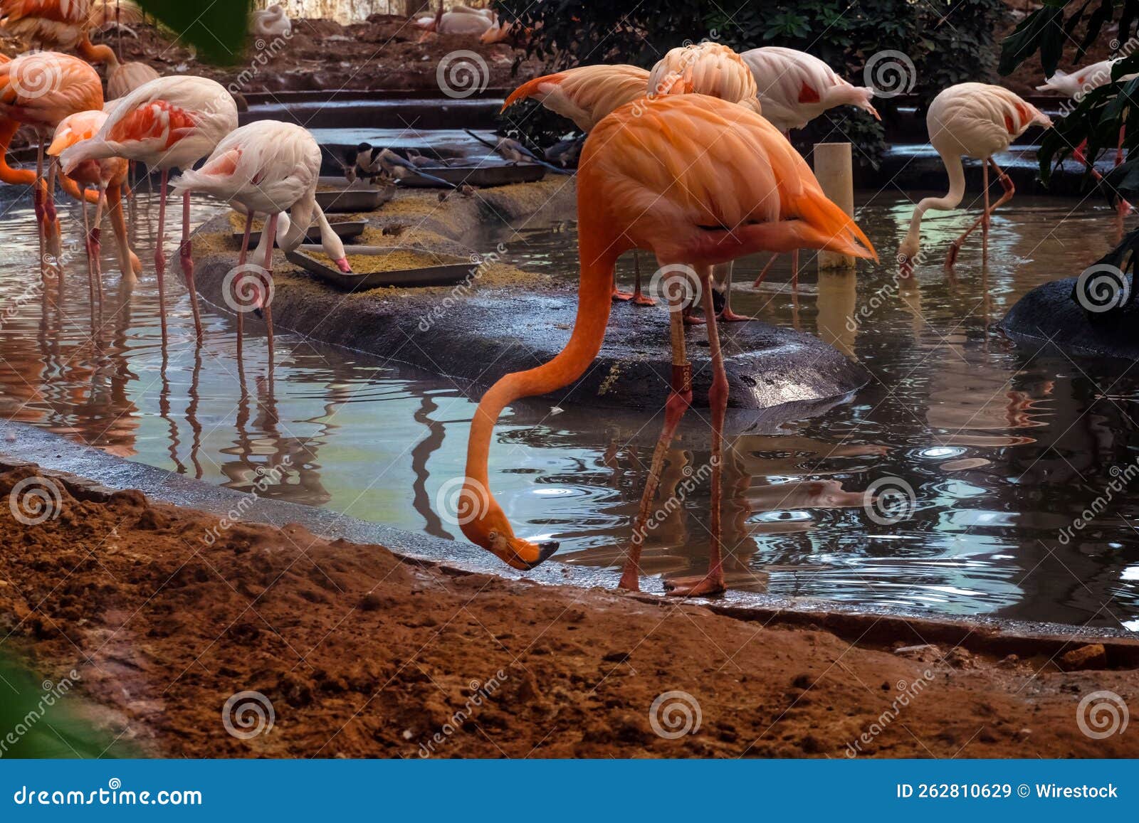 Pink flamingos at the zoo stock image. Image of animals - 262810629
