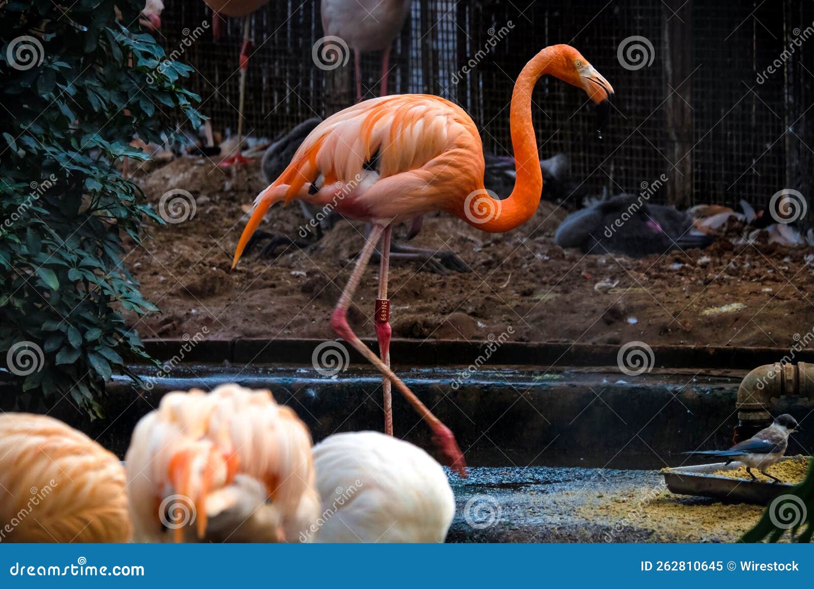 Pink flamingos at the zoo stock image. Image of water - 262810645