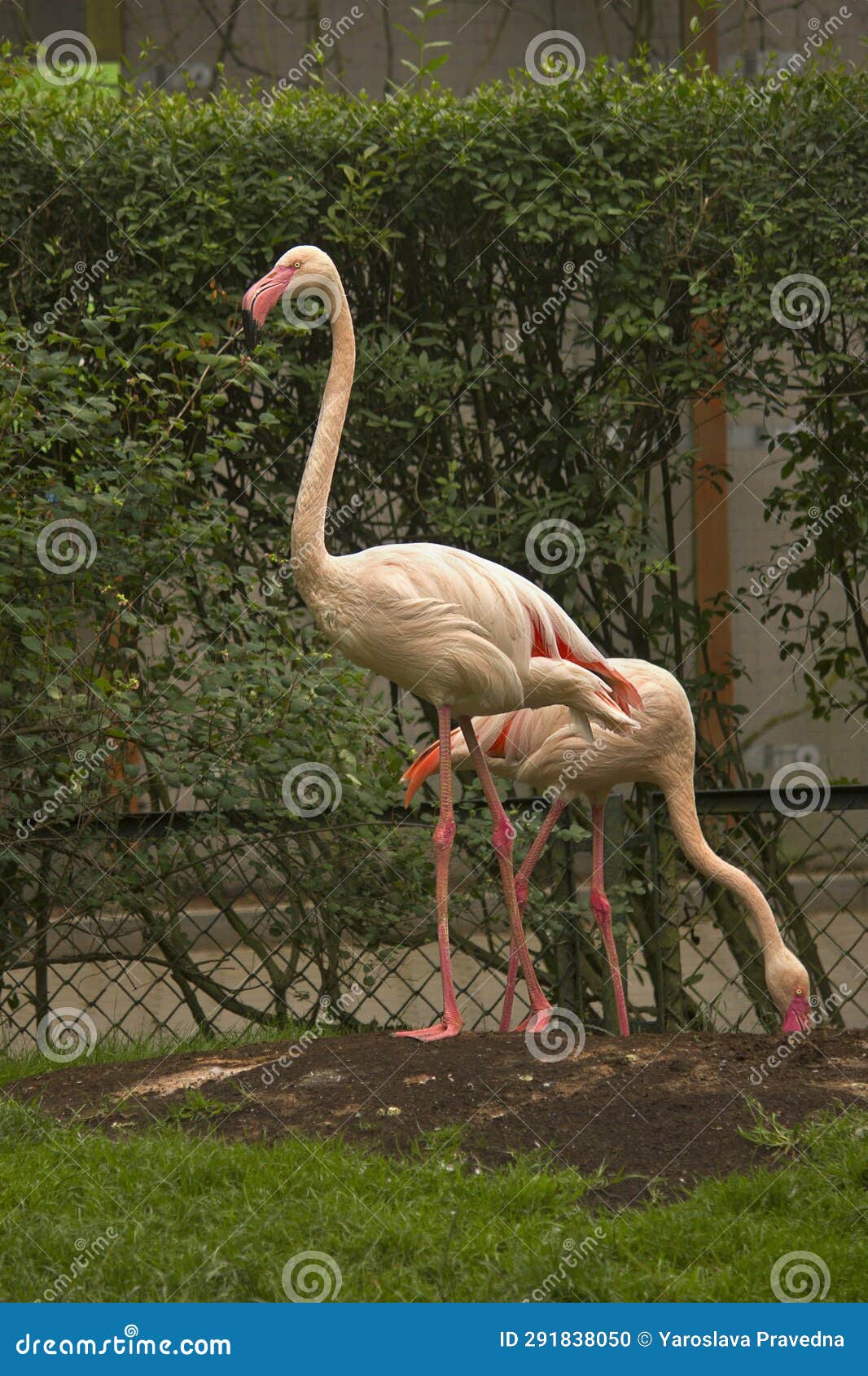Pink flamingos stock photo. Image of flamingo, green - 291838050