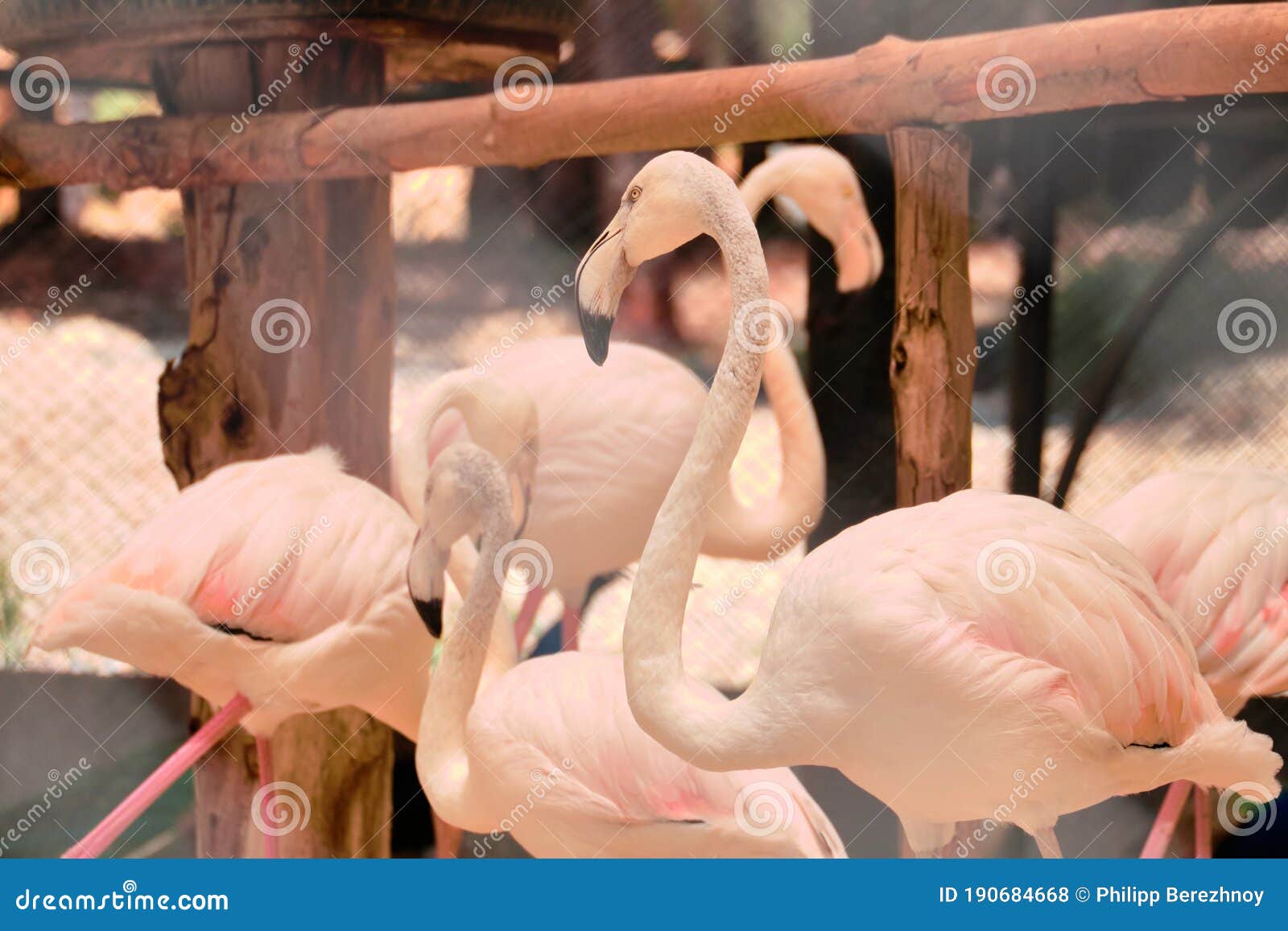 Pink Flamingos in the Zoo Enclosure Aviary Stock Photo - Image of neon ...
