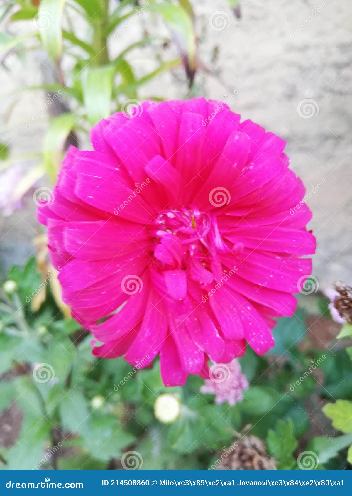 Pink, Fllower, Nature stock photo. Image of purple, nature - 214508860