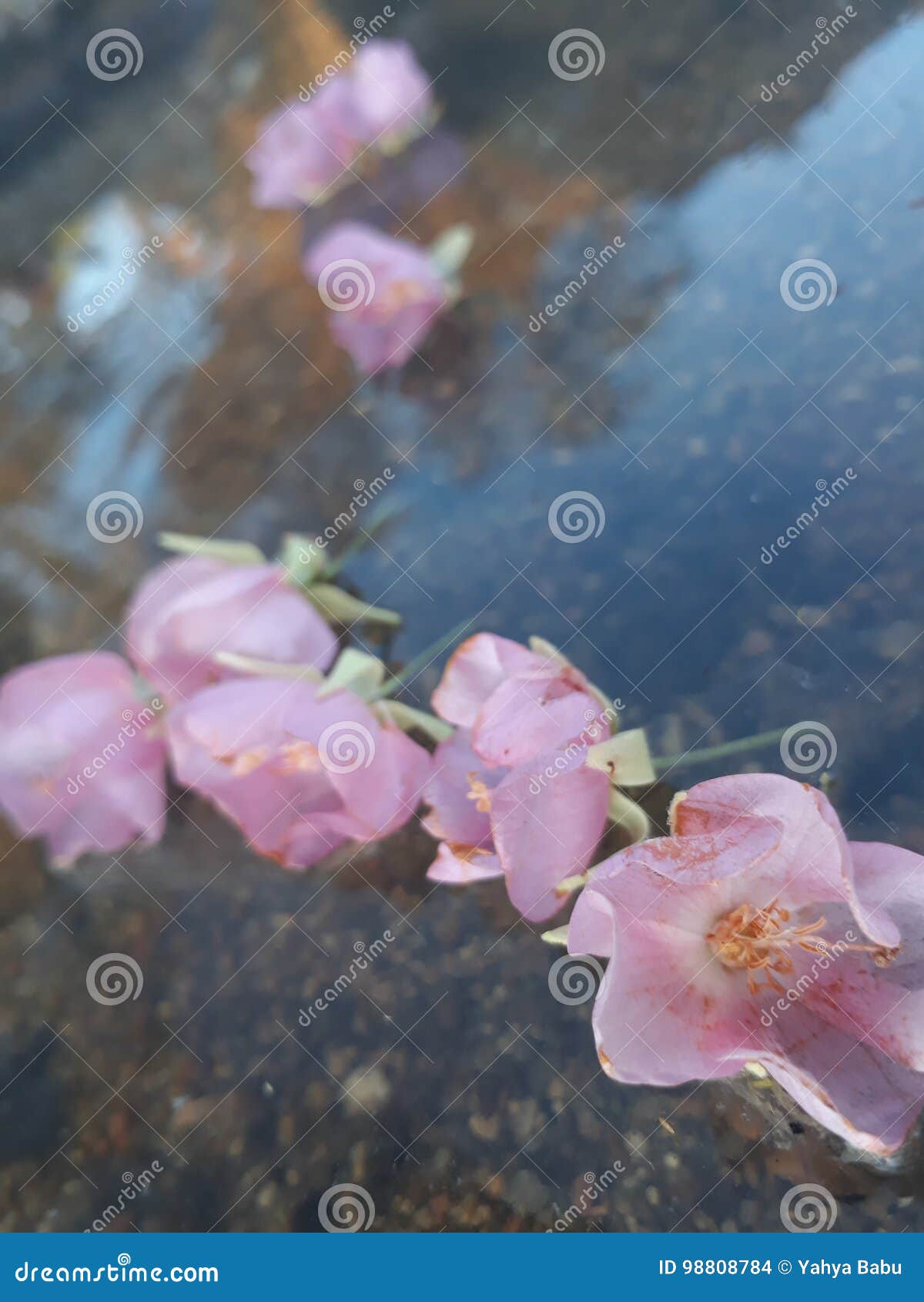 Pink floating flowers stock photo. Image of wildflower - 98808784