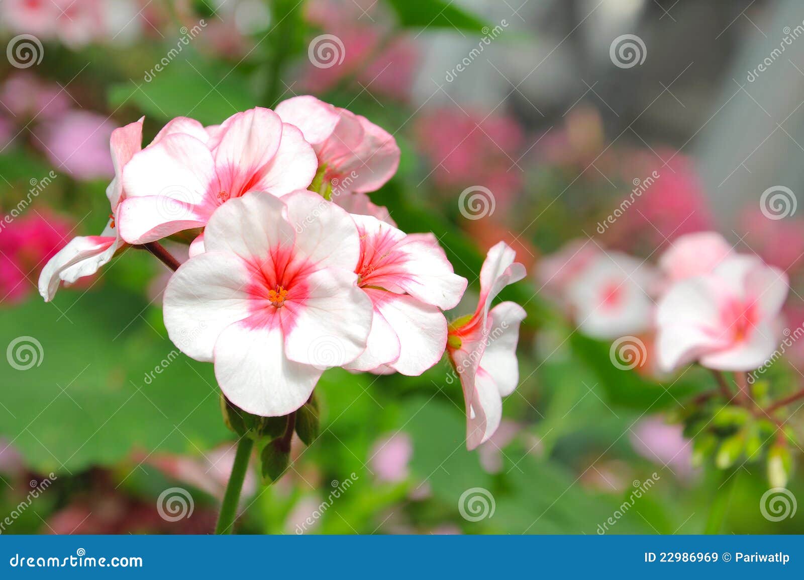 Pink flora stock image. Image of leaf, beauty, bouquet - 22986969