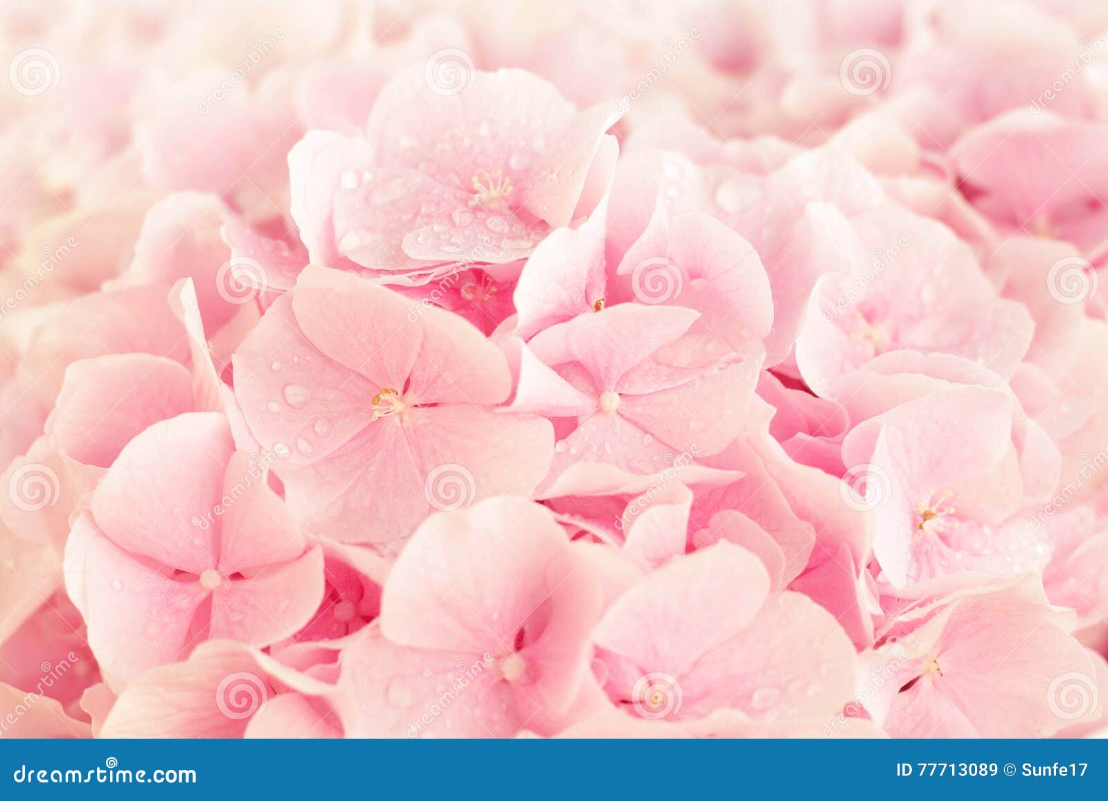 Pink Hydrangea Floral Background Stock Image - Image of fresh, blur ...