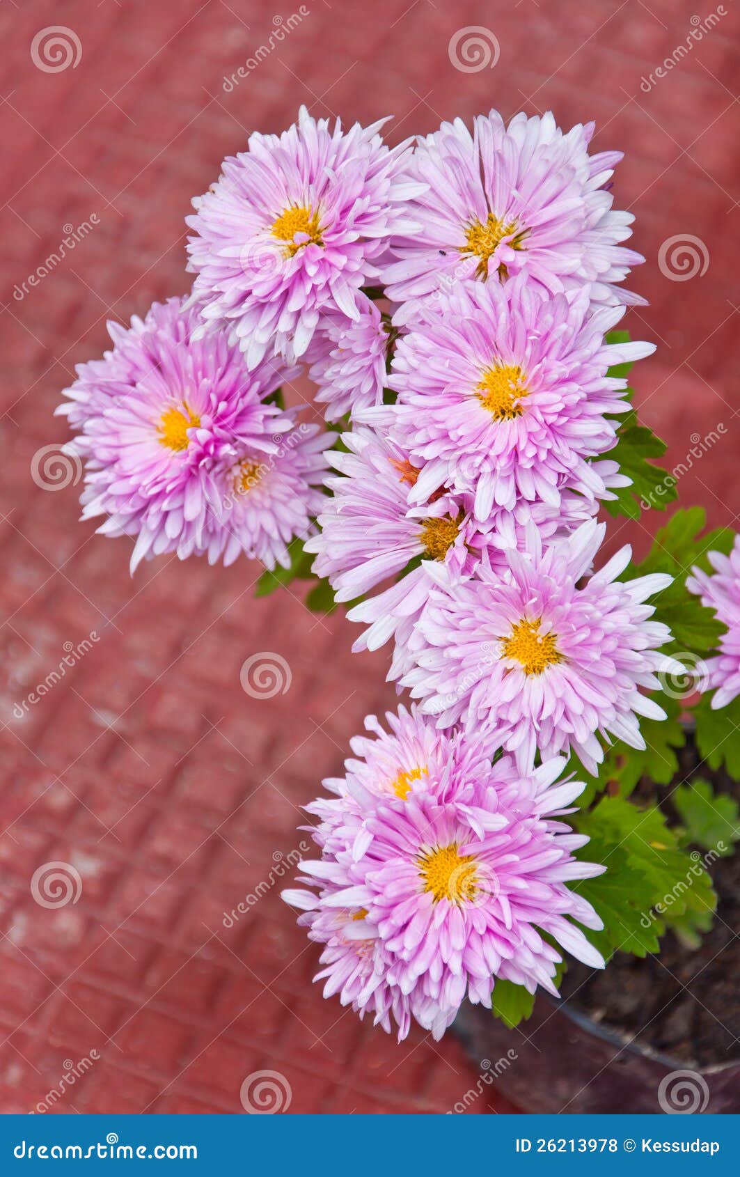 Pink Florist s Mun flower stock photo. Image of pink - 26213978