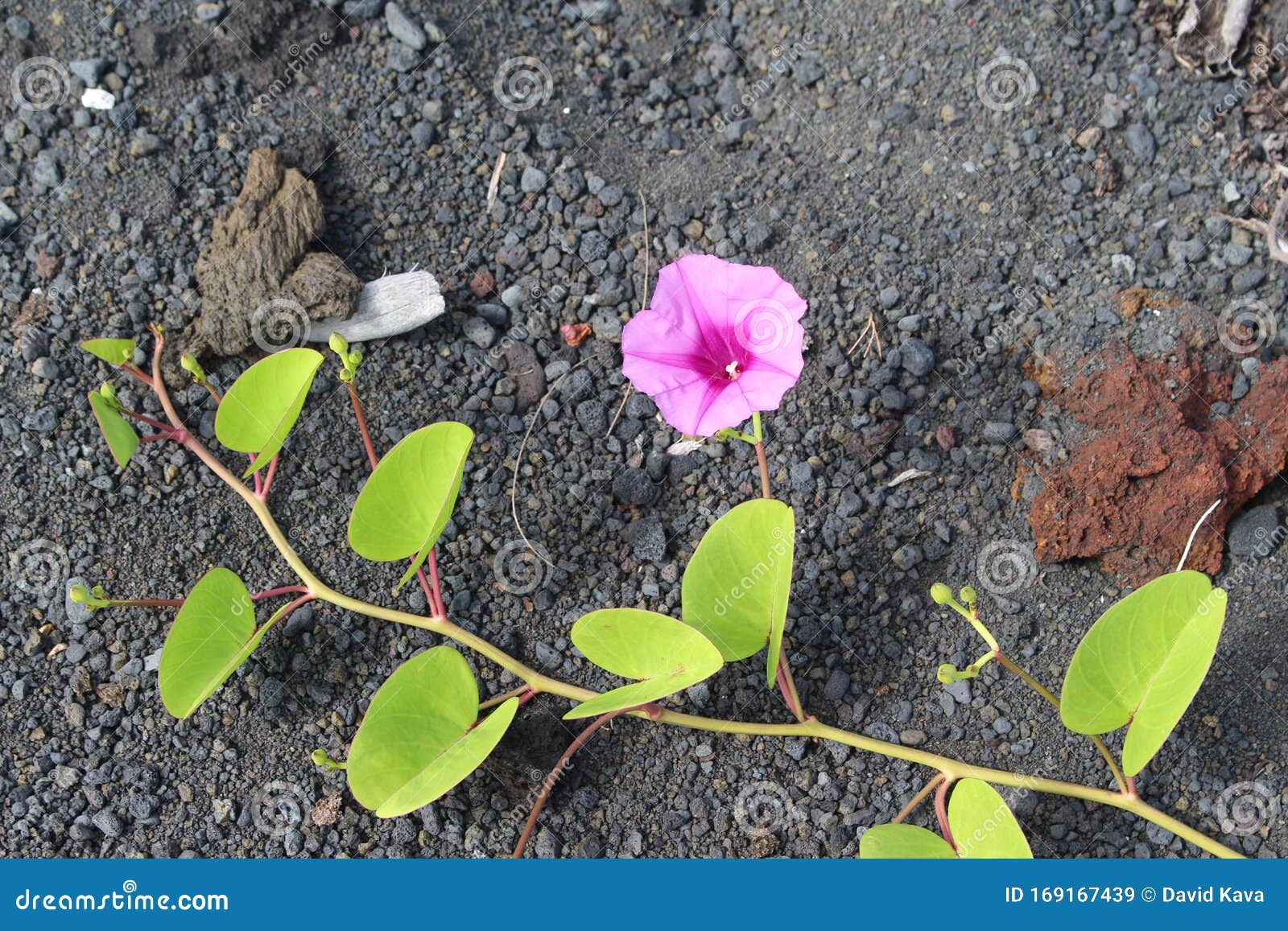 Pink Flourish Stock Photos - Download 9,018 Royalty Free Photos