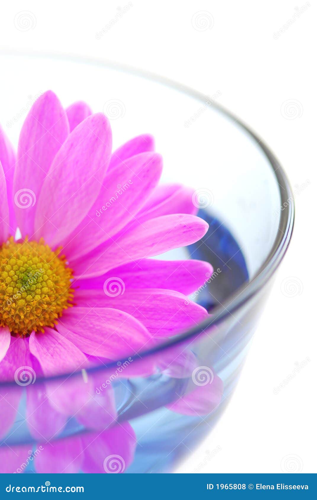 Pink flower stock photo. Image of fresh, natural, aroma - 1965808