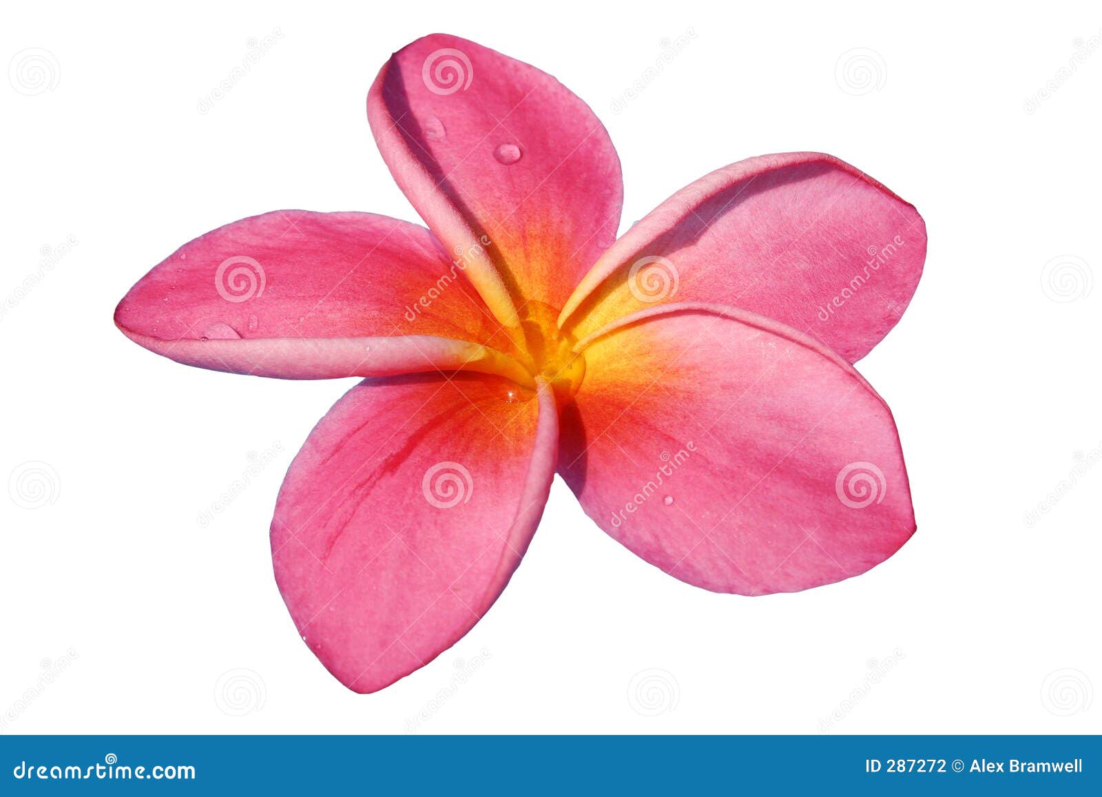 Pink flower stock photo. Image of beauty, pretty, foliage - 287272