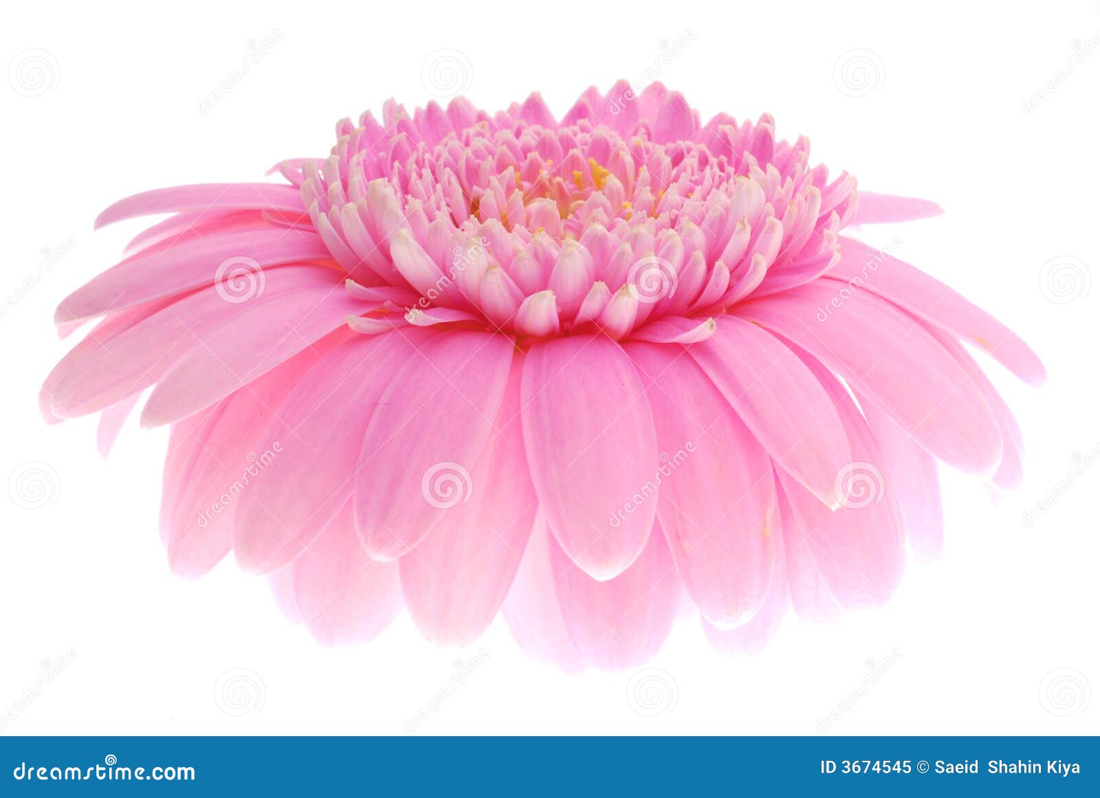 Pink flower stock image. Image of pink, flora, present - 3674545