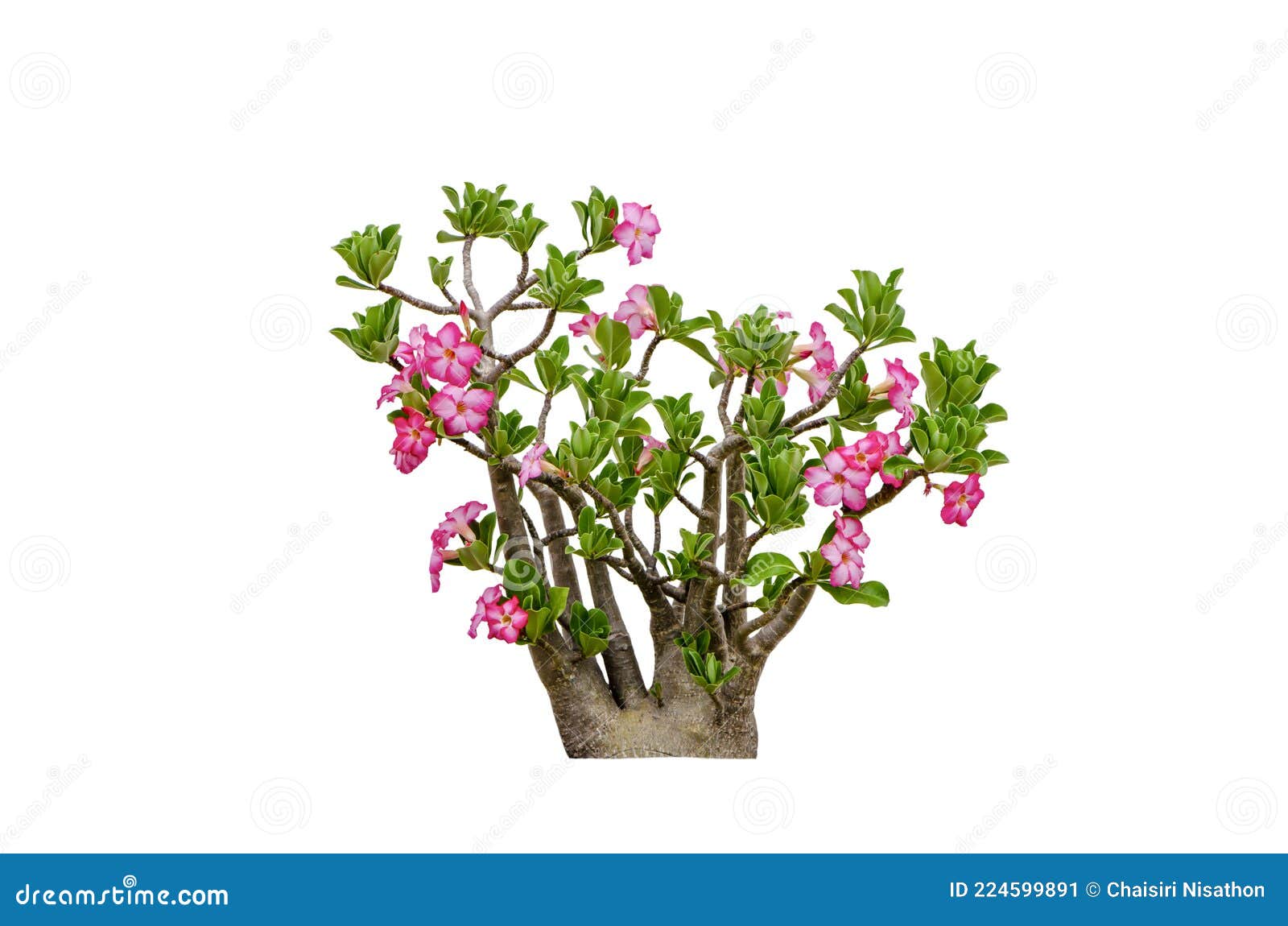 Pink Flower Adenium Obesum Plant With Green Leaves In Pot Isolated On