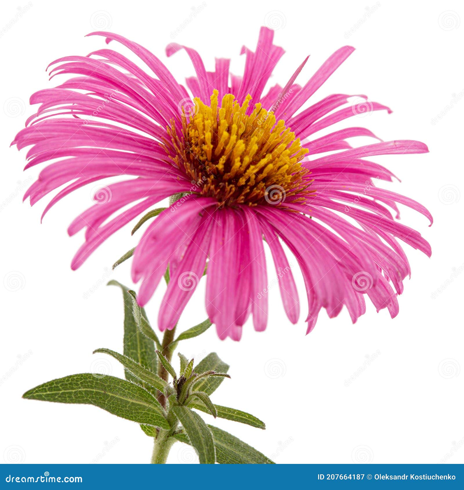Pink Flower of Aster, Isolated on White Background Stock Image - Image ...