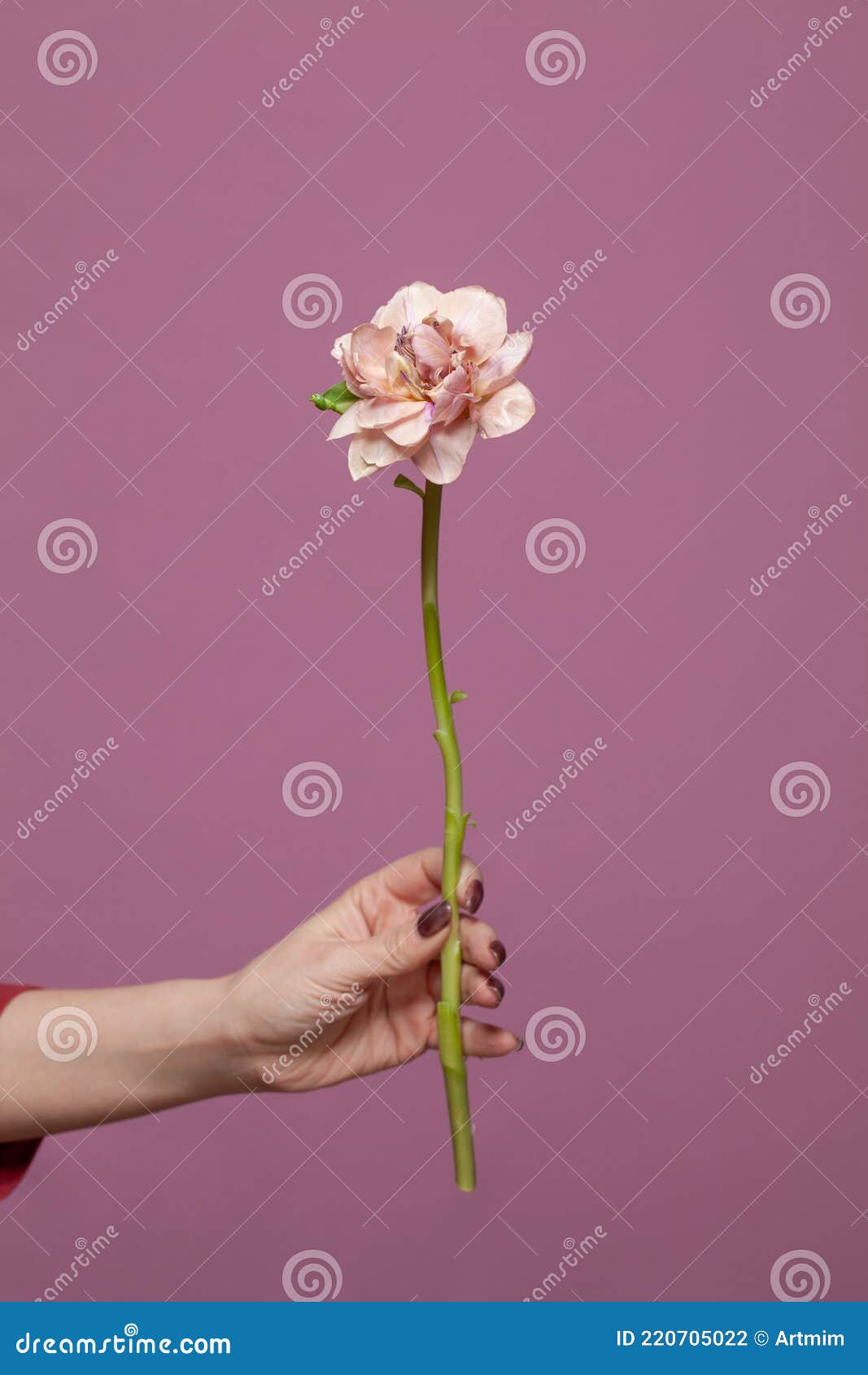 Pink Flower on Pink Background. Flower in Female Hand Stock Photo ...