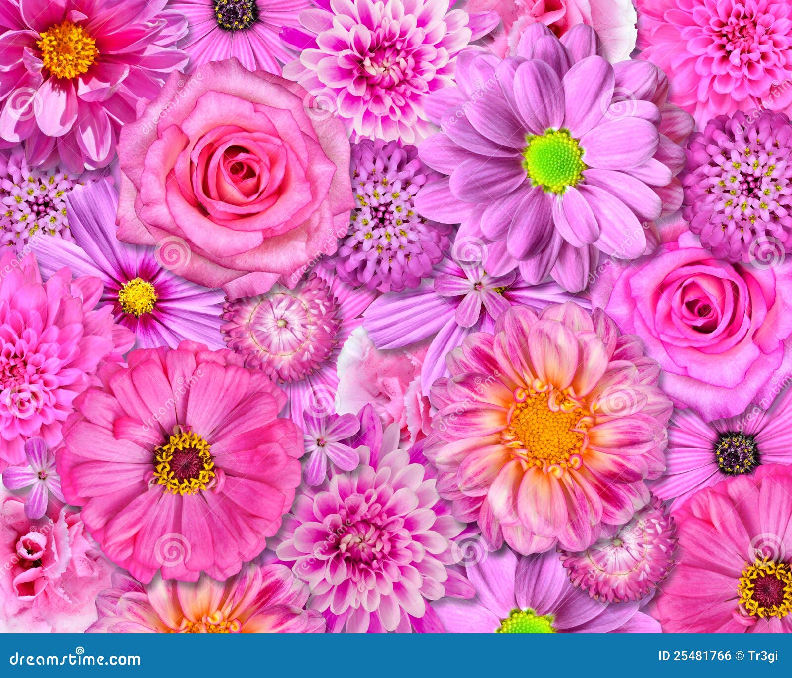 Pink Flower Background Selection of Various Stock Photo - Image of ...
