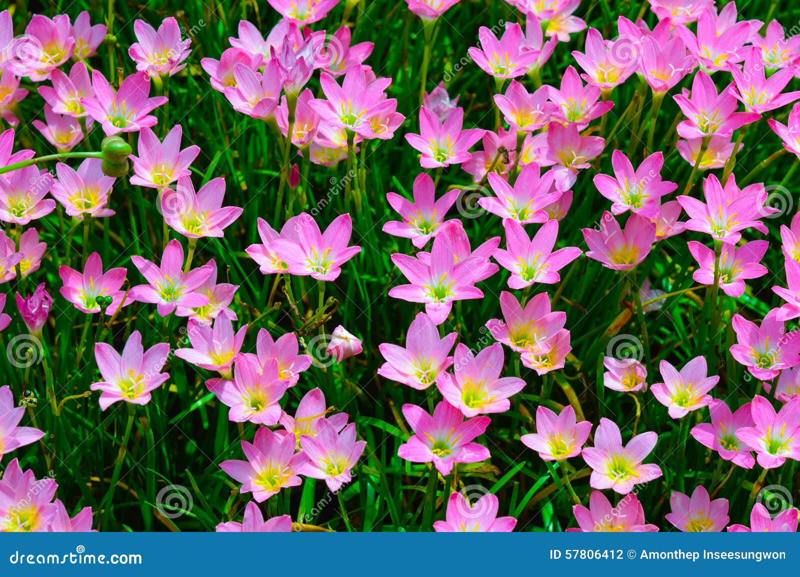Pink flower backgrounds stock photo. Image of natural - 57806412