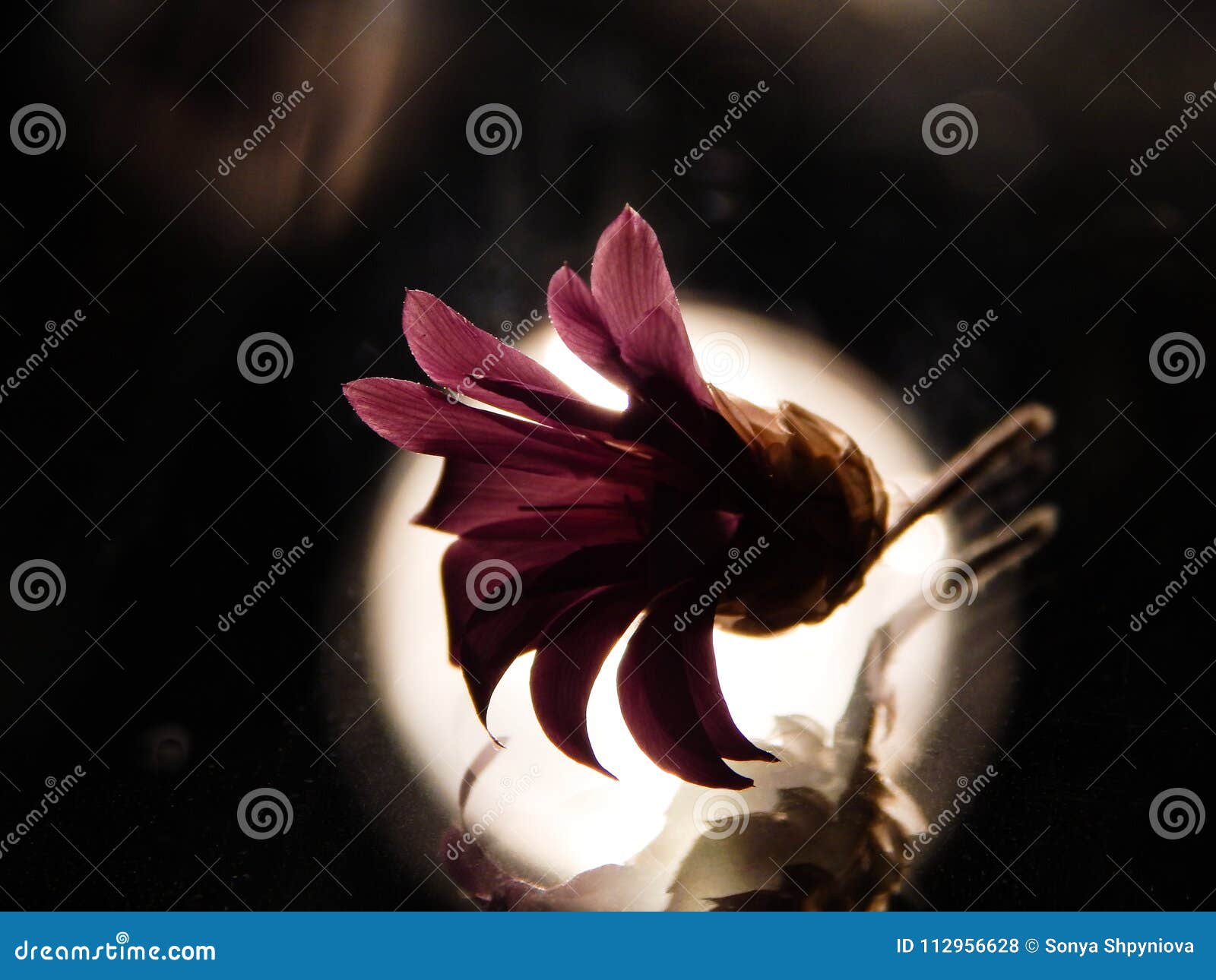 Pink flower with backlight stock photo. Image of pink - 112956628