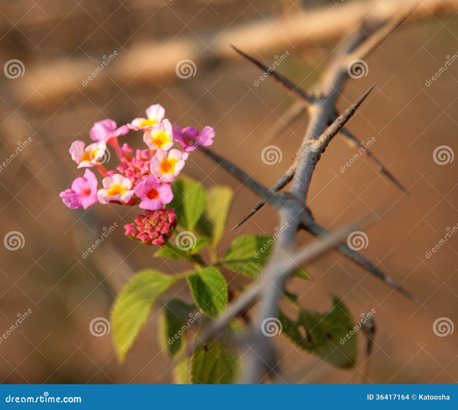 Pink Flower on the Barbed Wire Stock Photo - Image of peacemaker, leaf ...