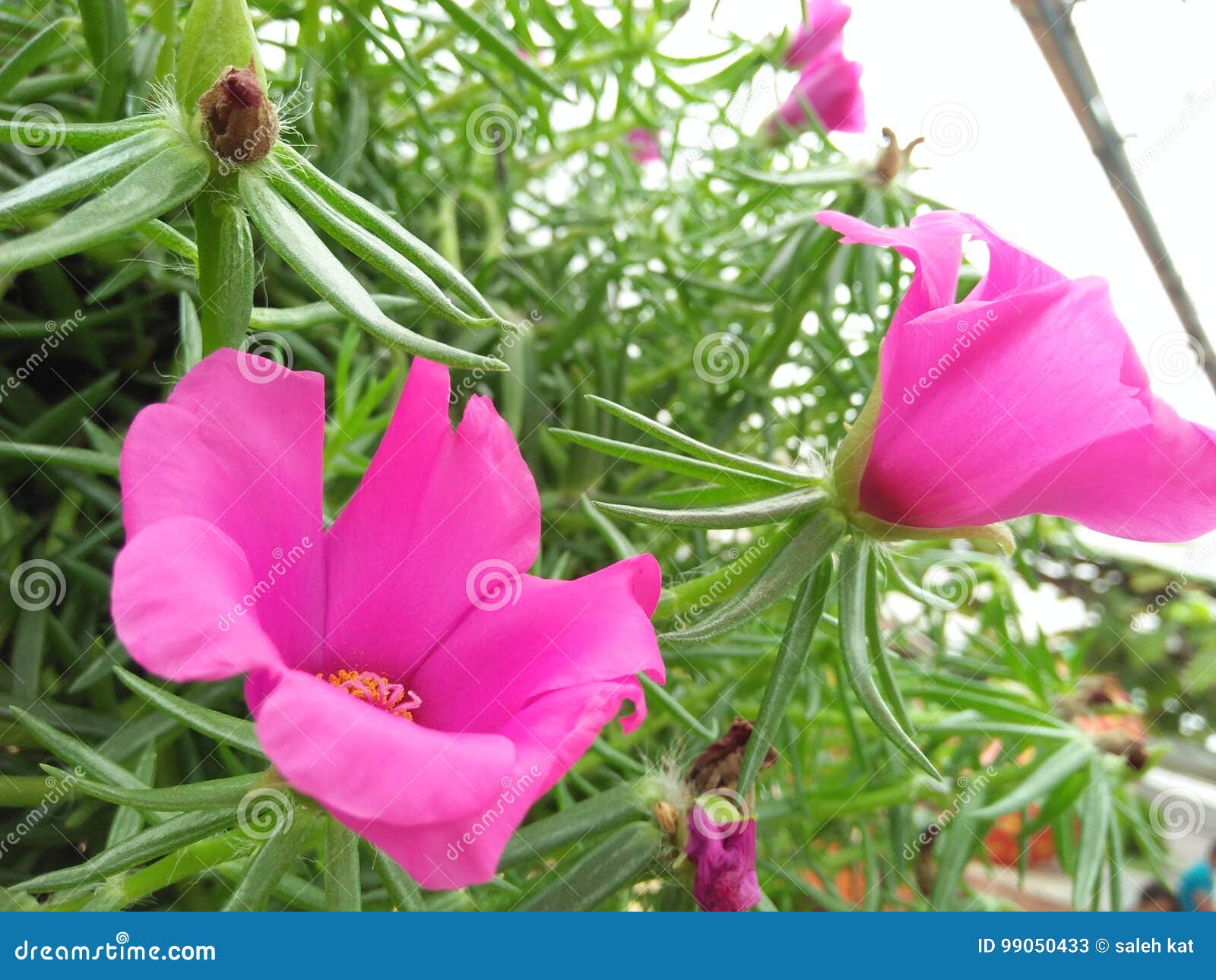 Margenta stock image. Image of pink, flower, margenta - 99050433