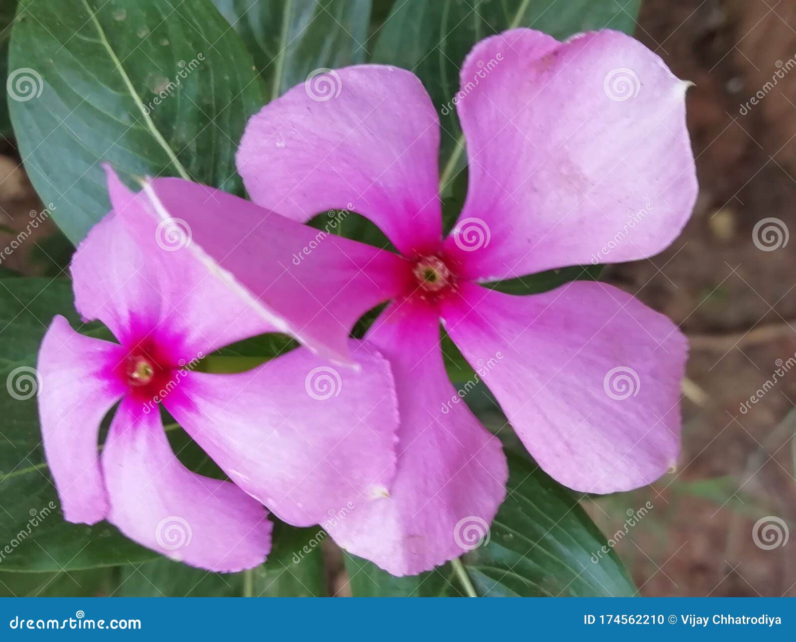 Pink Flower so Beautiful Gardan Plant Stock Photo - Image of pink ...
