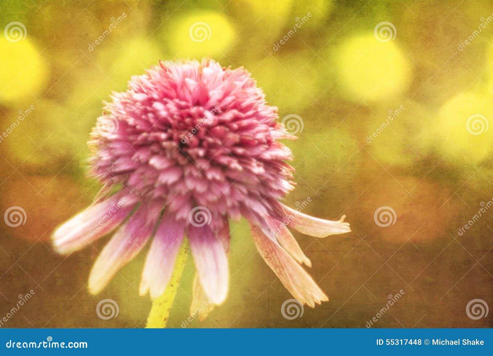 Pink Flower stock photo. Image of artistic, blooming - 55317448
