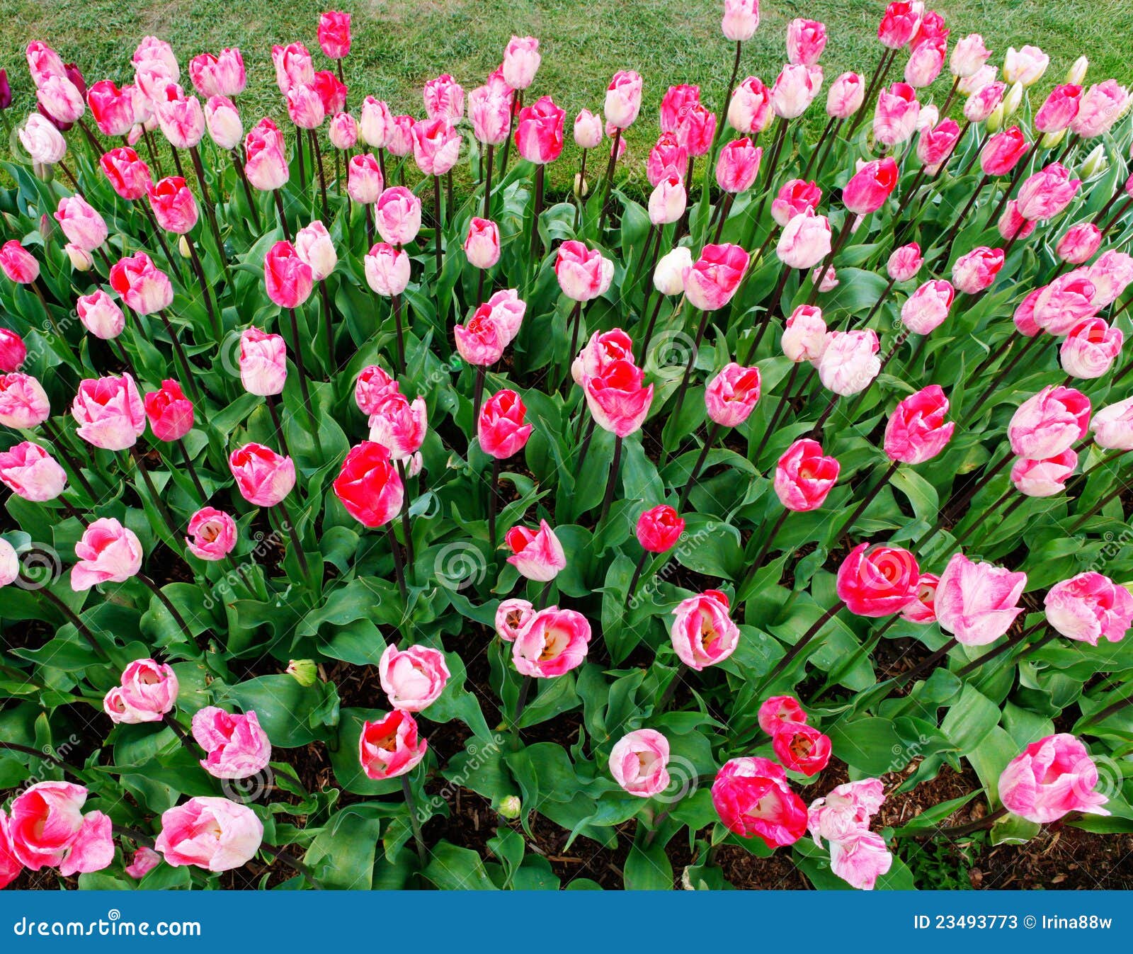 Pink flower bed of tulips. stock image. Image of bright - 23493773
