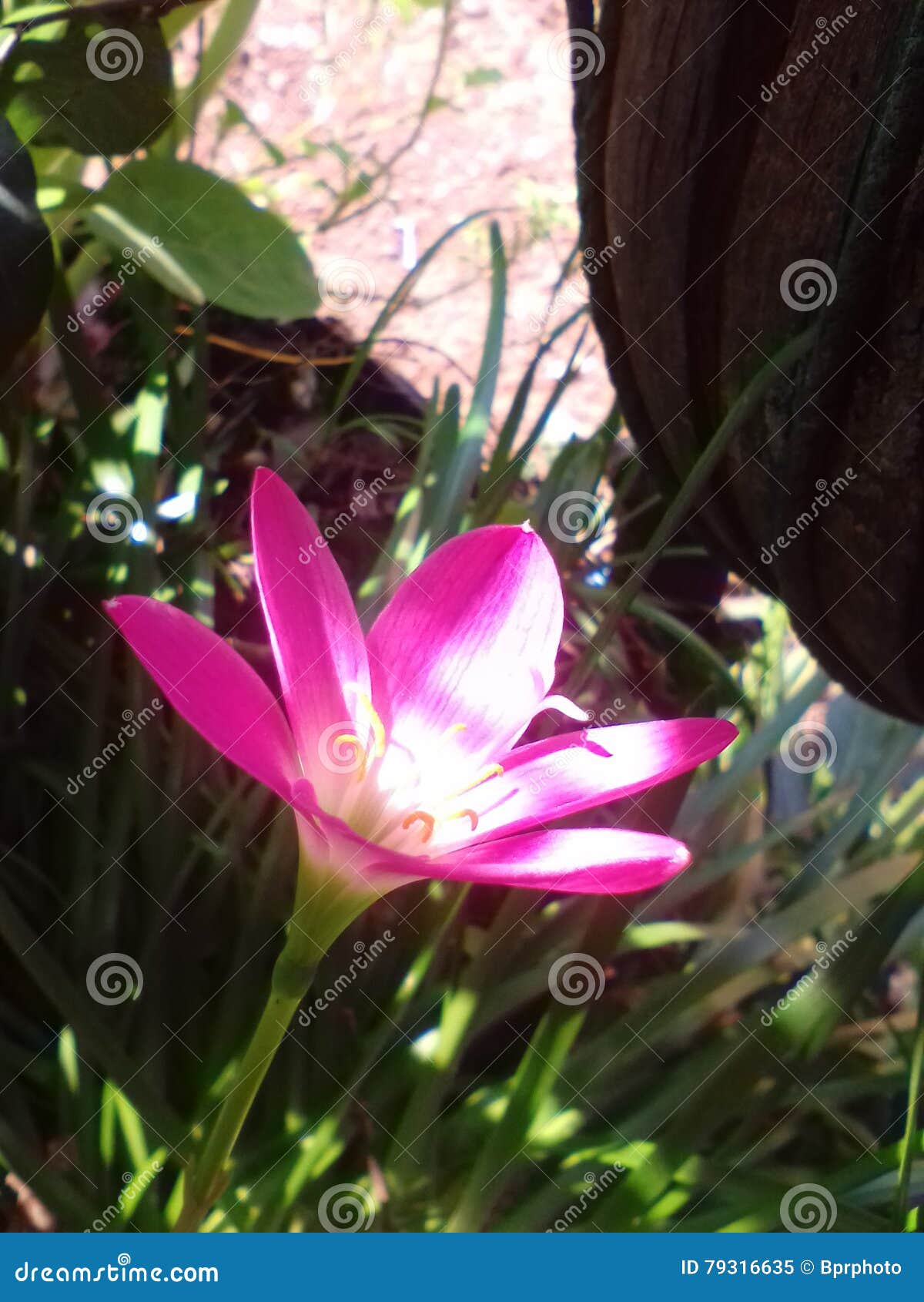 Pink flower in big pot stock image. Image of pink, beautiful - 79316635