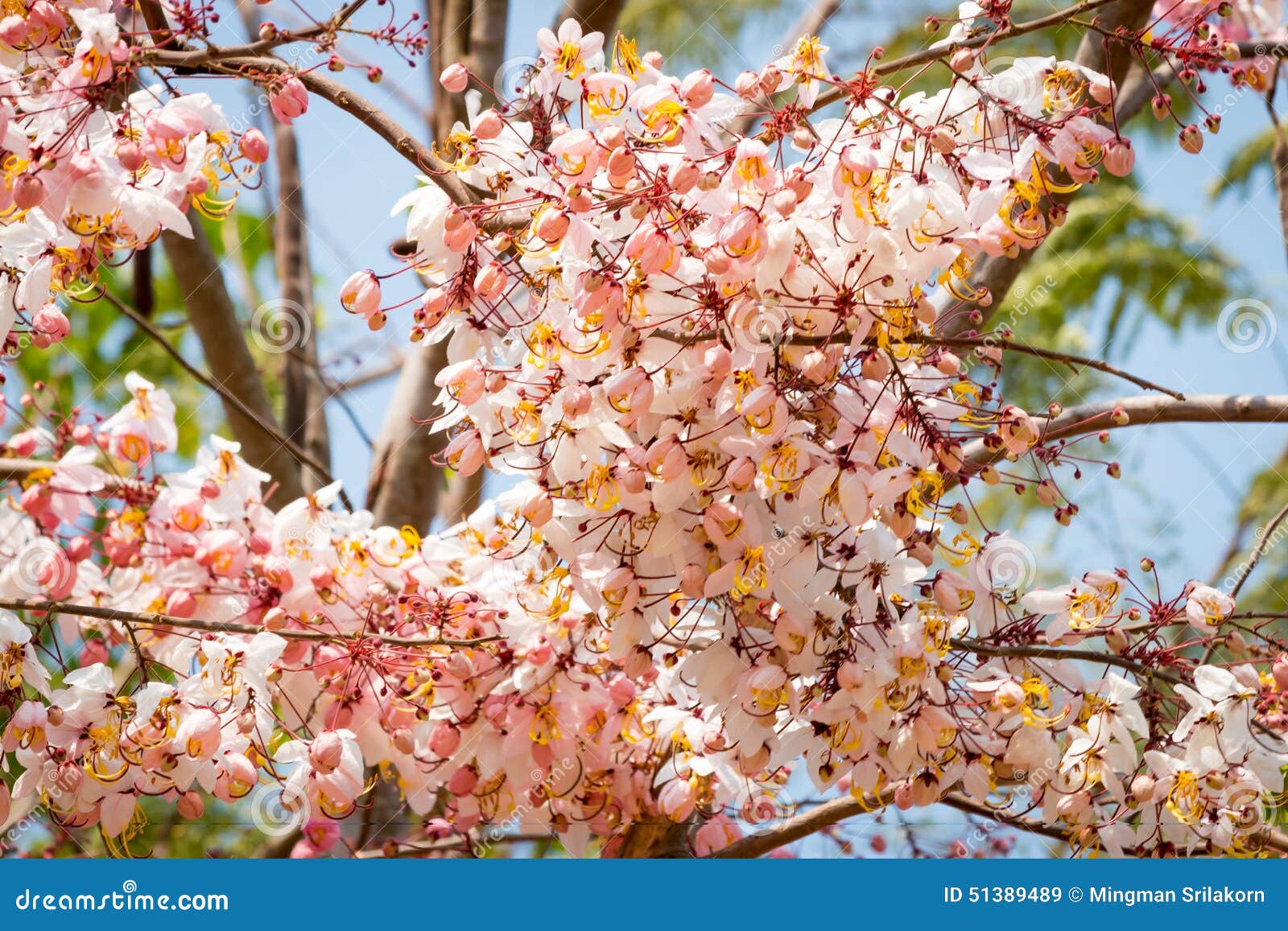 Pink flower blossoms stock image. Image of flowers, tree - 51389489