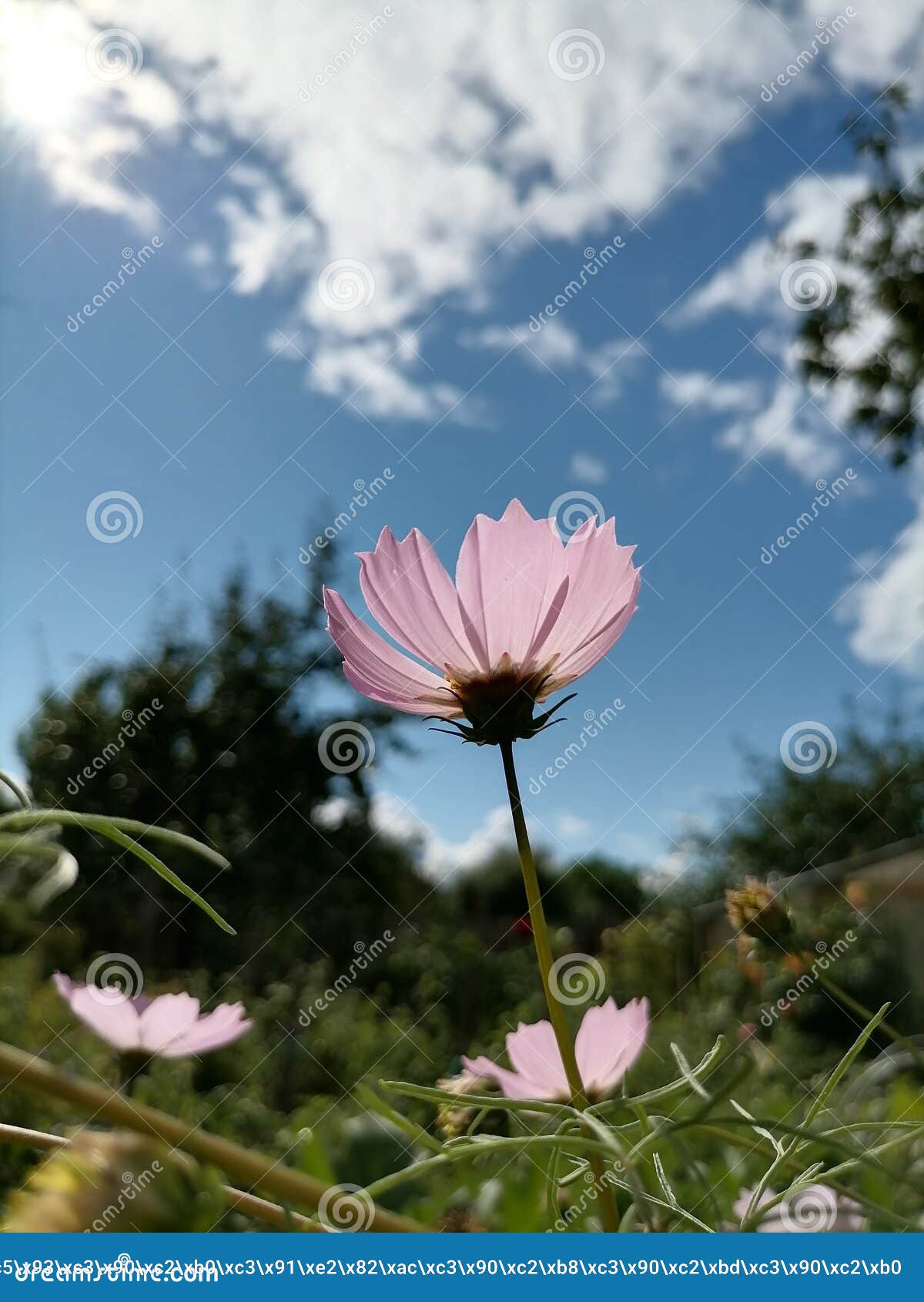 Pink flower in a blue sky stock photo. Image of field - 261343498