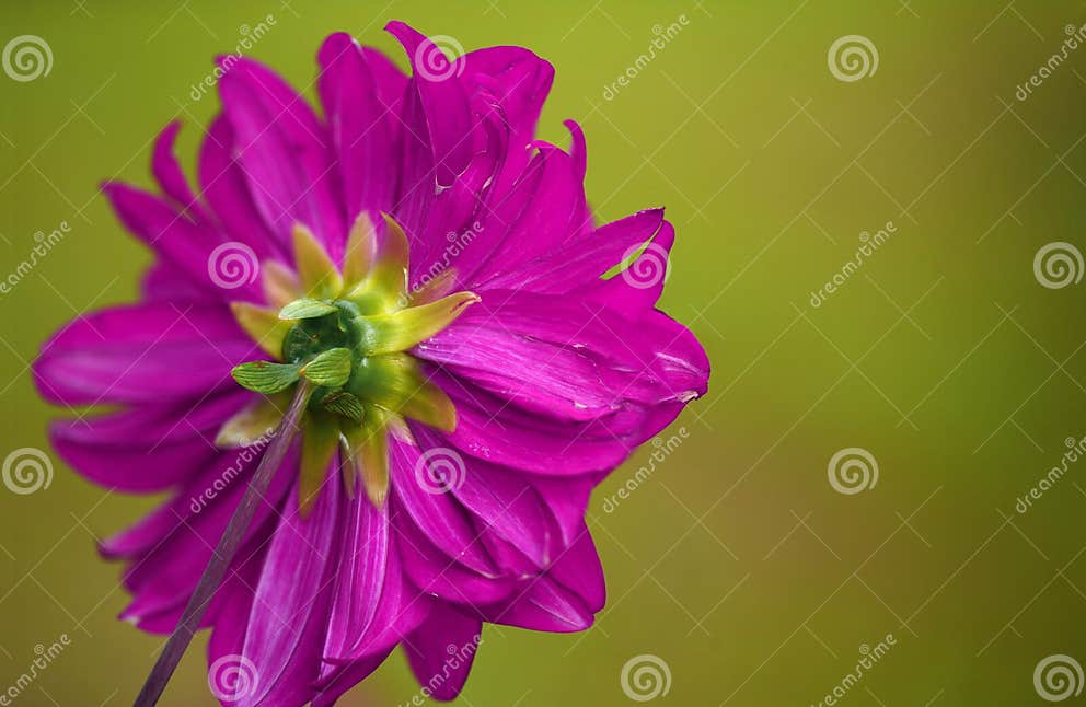 Pink Flower With Blur Background Stock Image Image Of Beauty Leaf 275184951