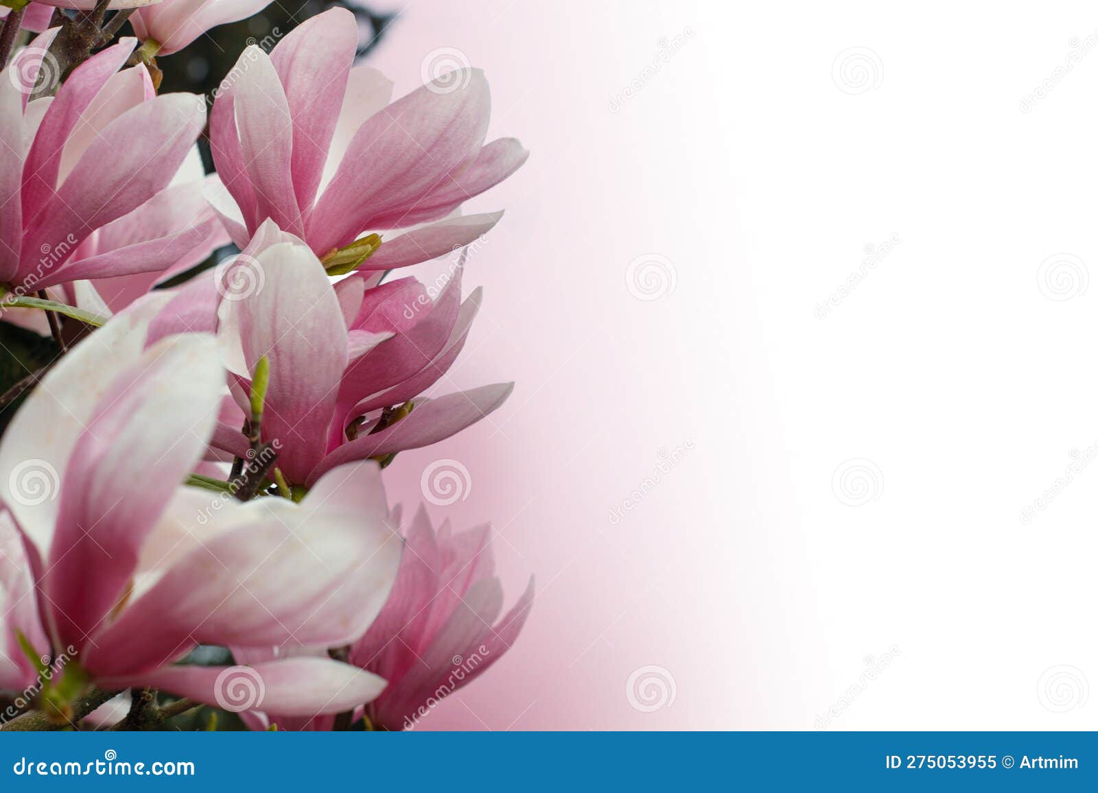 Pink Flower Border. Floral Spring Background Stock Image - Image of ...