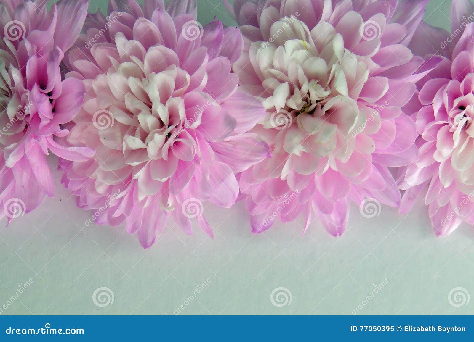 Pink Flower Border on a White Background Stock Image - Image of pink ...