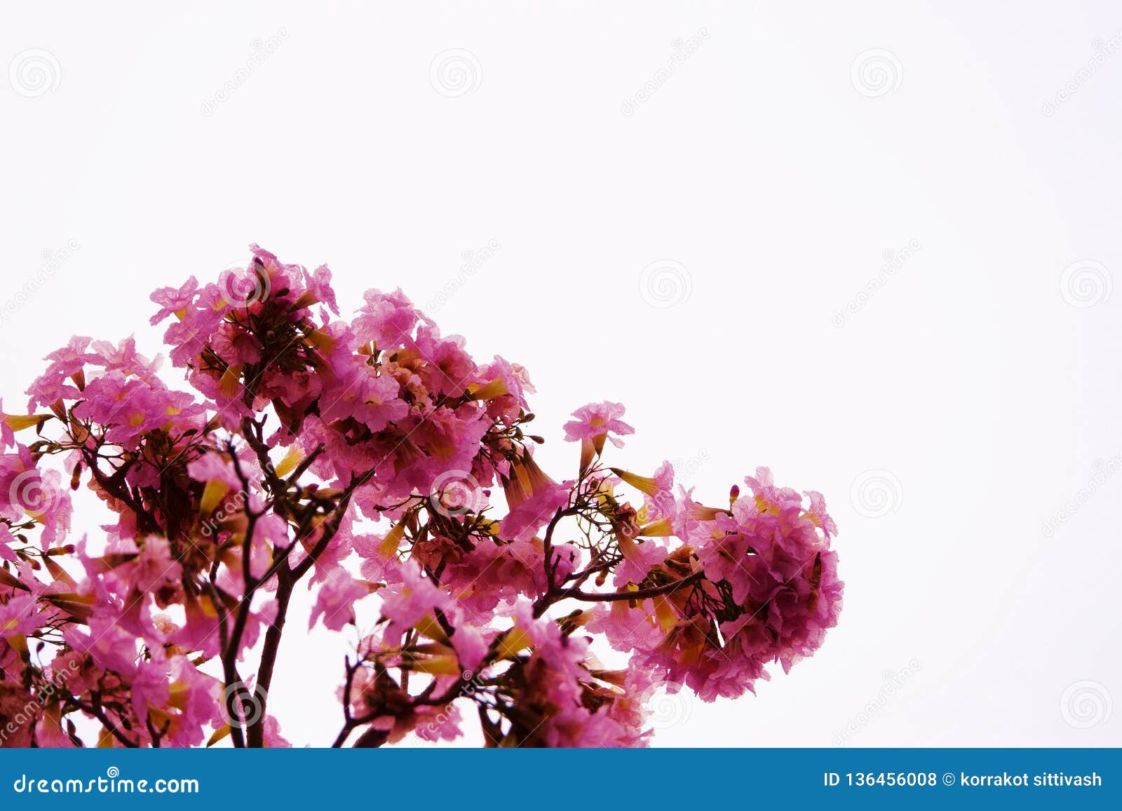 Pink Flower with Branch White Background Stock Photo - Image of green ...