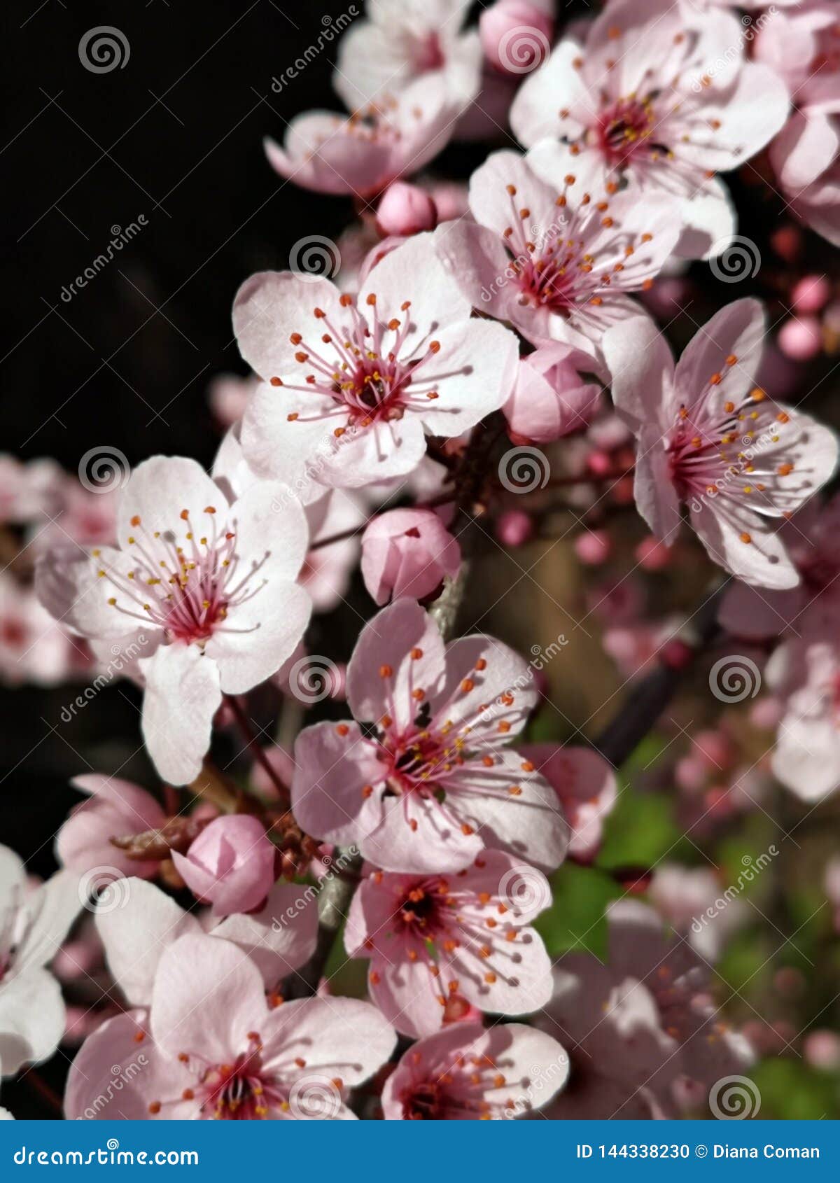 Pink Flower Branch - Springtime Stock Photo - Image of freshness, fresh ...