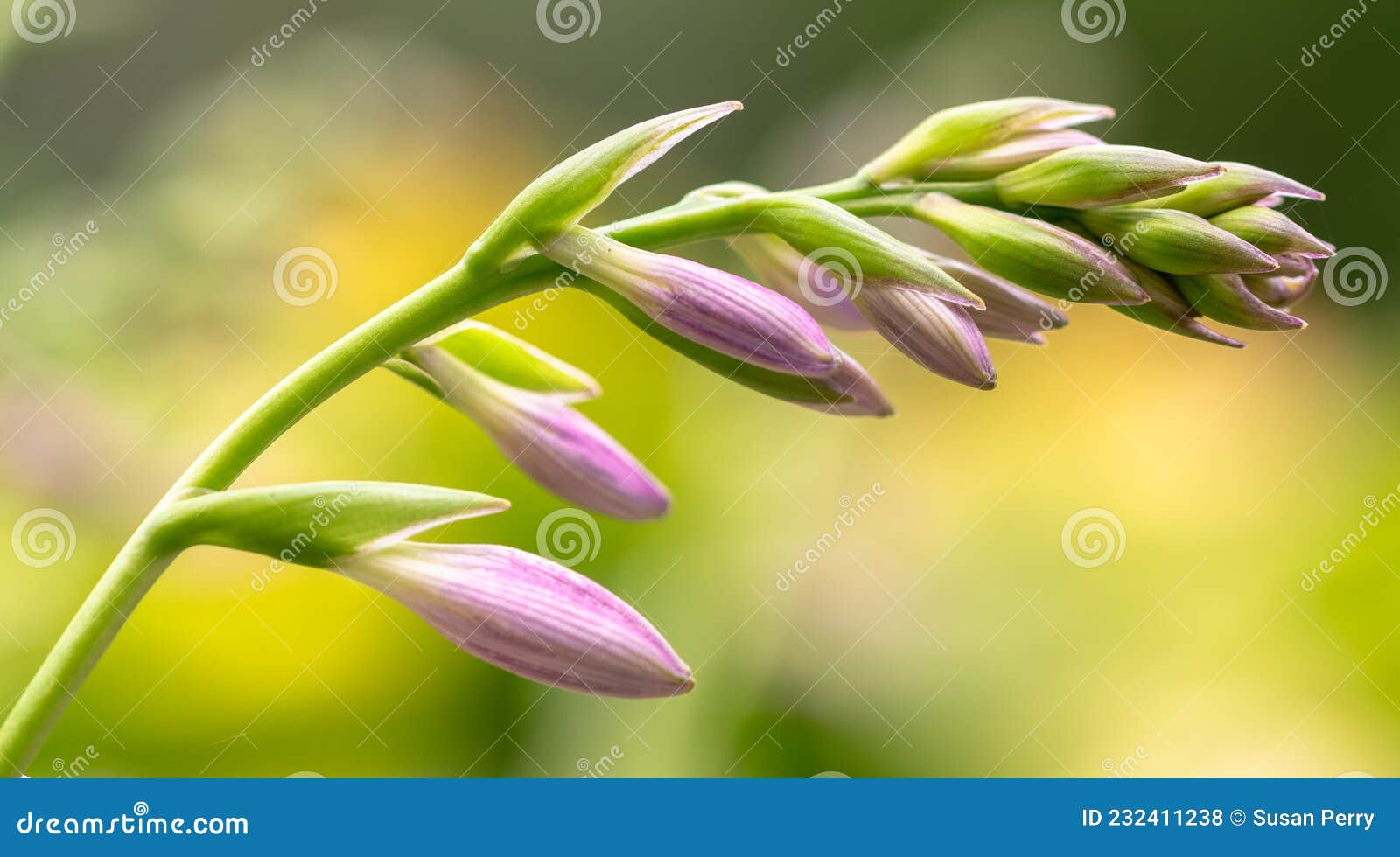 Branch With Sprouting Leaf Buds Of A Speckled Alder Tree Royalty-Free ...