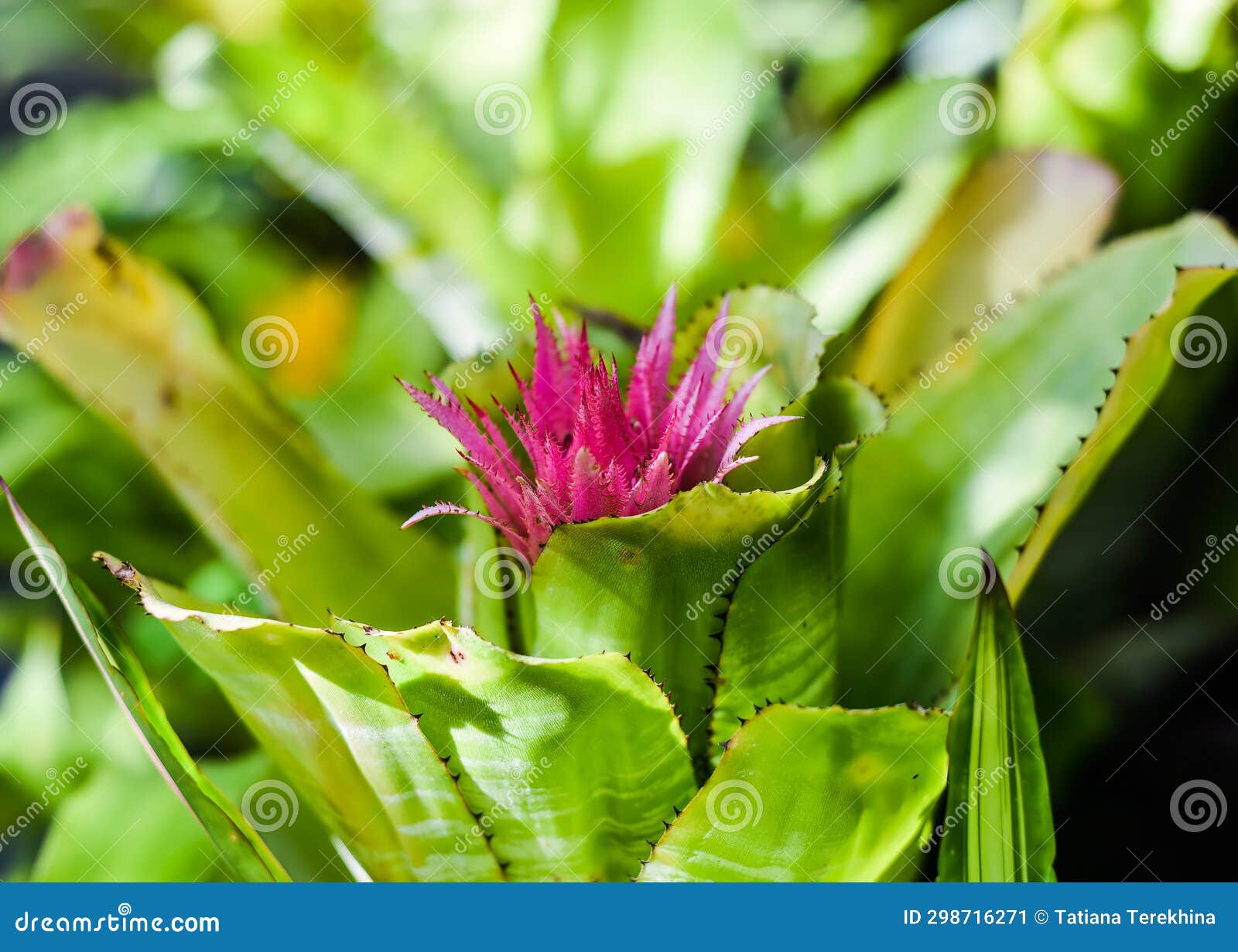 Pink Flower of Bromelia Plant Close Up Stock Image - Image of insect ...
