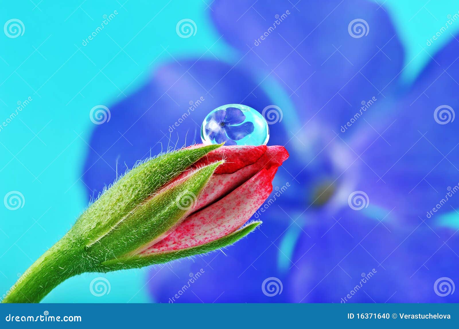 Pink Flower Bud and Beautiful Dew Drop Stock Photo - Image of ...