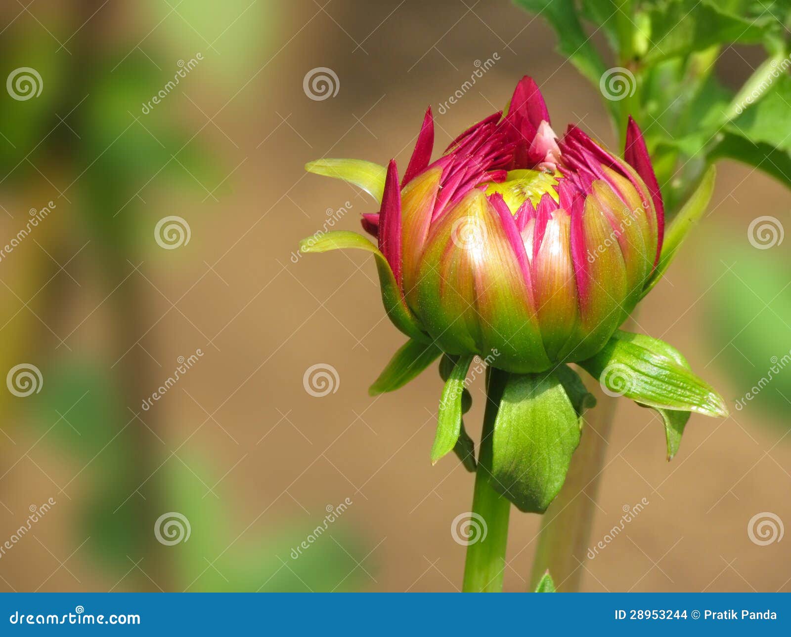 Pink Flower Bud, Dahlia Plant Stock Photo - Image of dalia, garden ...