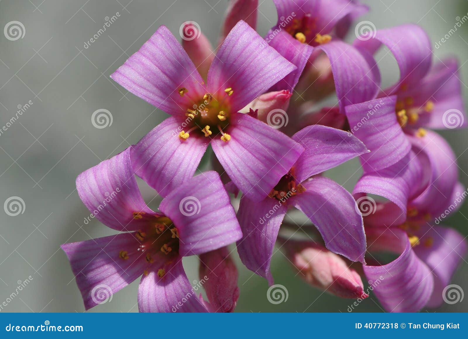Pink flower stock photo. Image of budding, leaves, nature - 40772318