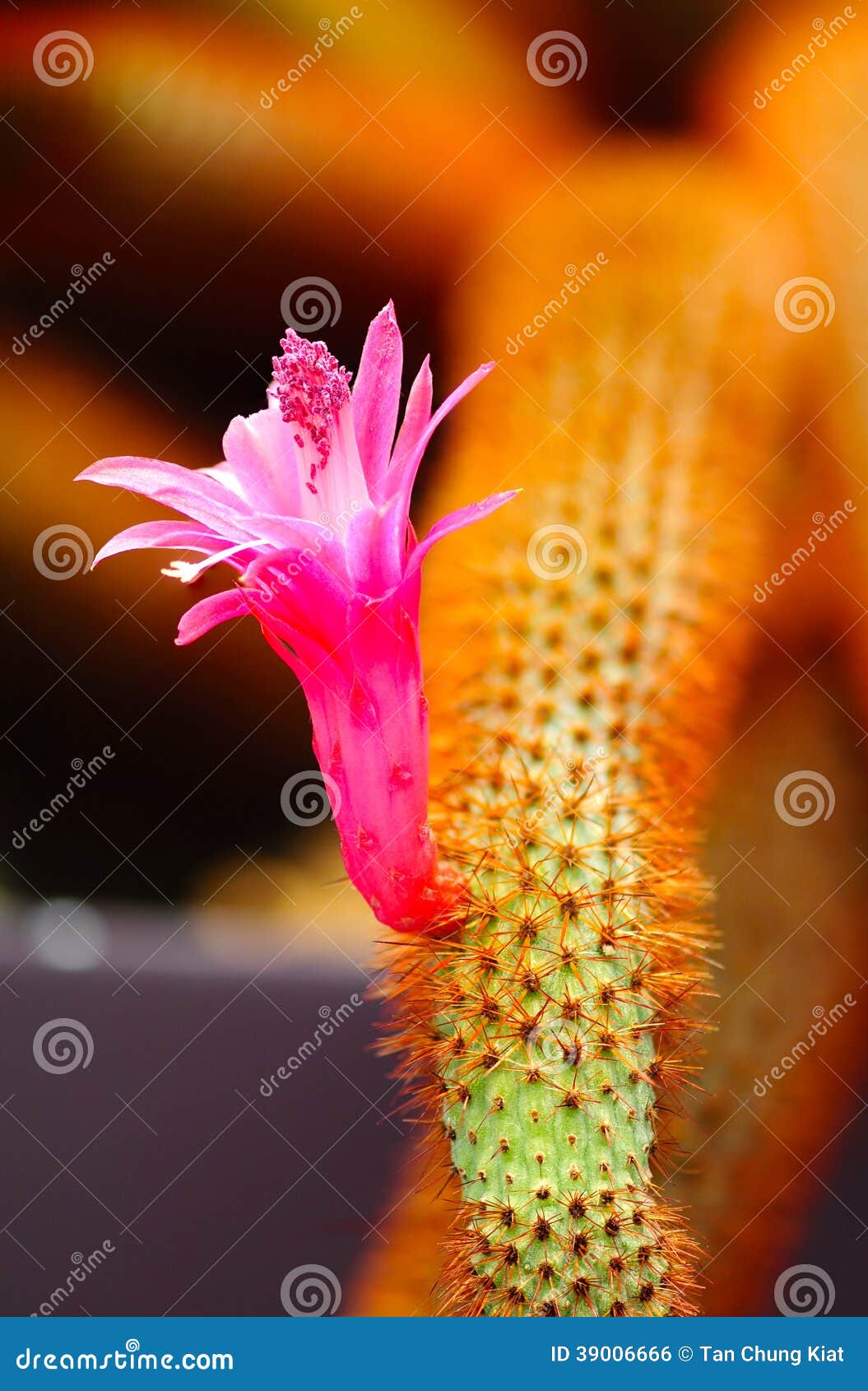 Pink flower stock photo. Image of purple, bokeh, plant - 39006666
