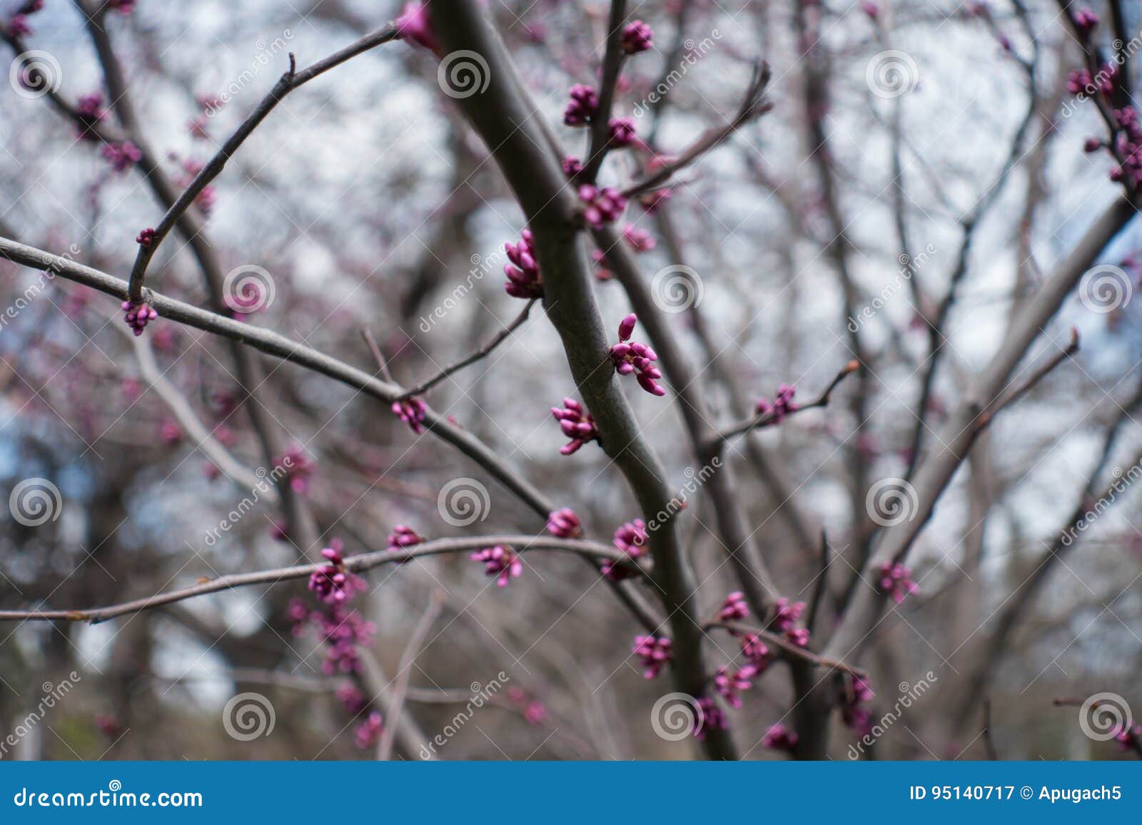 Pink Flower Buds of Eastern Redbud Tree Stock Image - Image of clouds ...