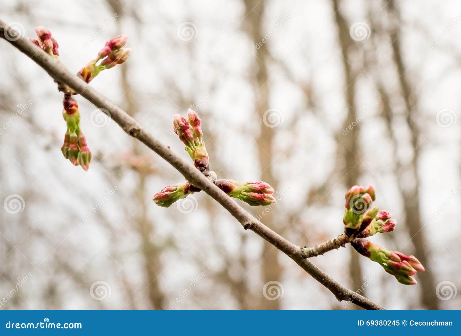 Pink Flower Buds on a Tree Branch Stock Image - Image of buds, spring ...