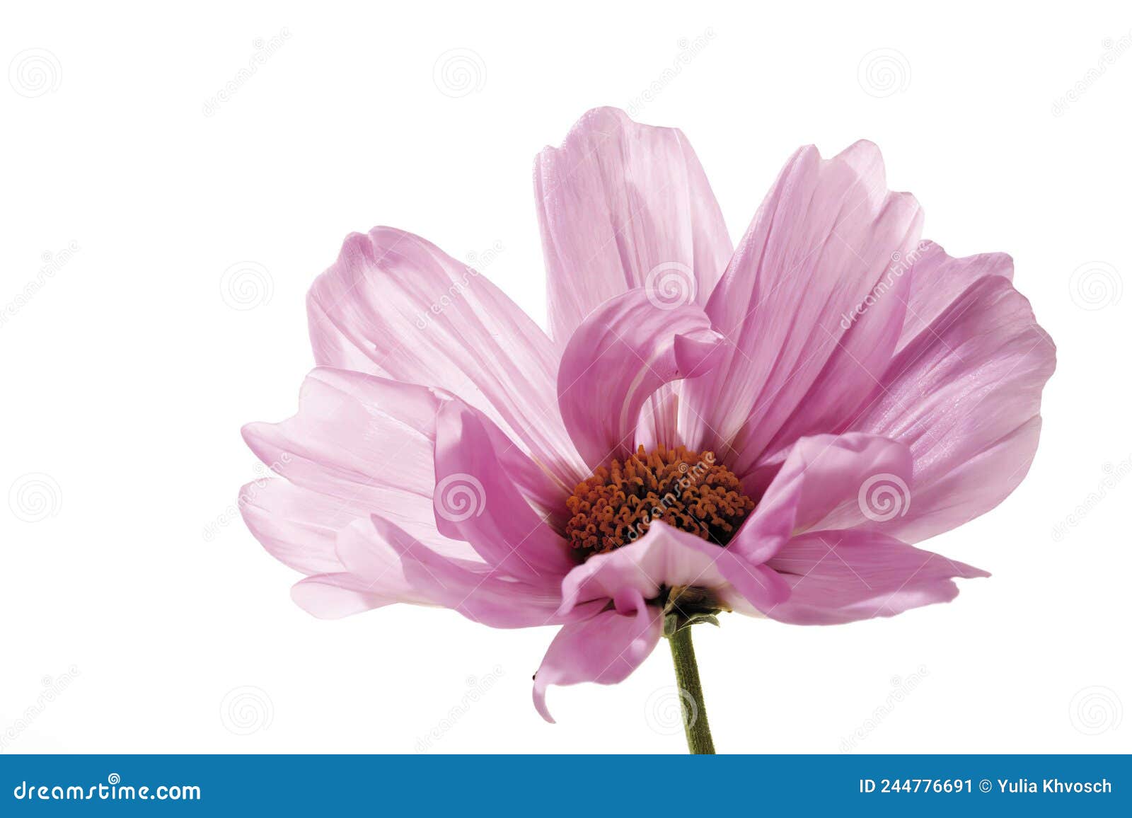Pink Flower Bunch Isolated on White. Stock Image - Image of floral ...