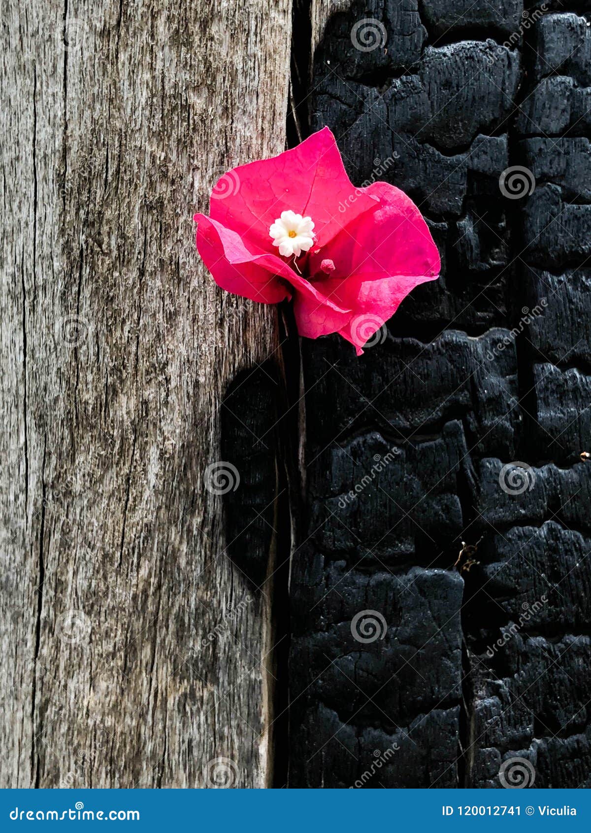 Pink Flower on a Burnt Tree Close Up Stock Image - Image of danger ...