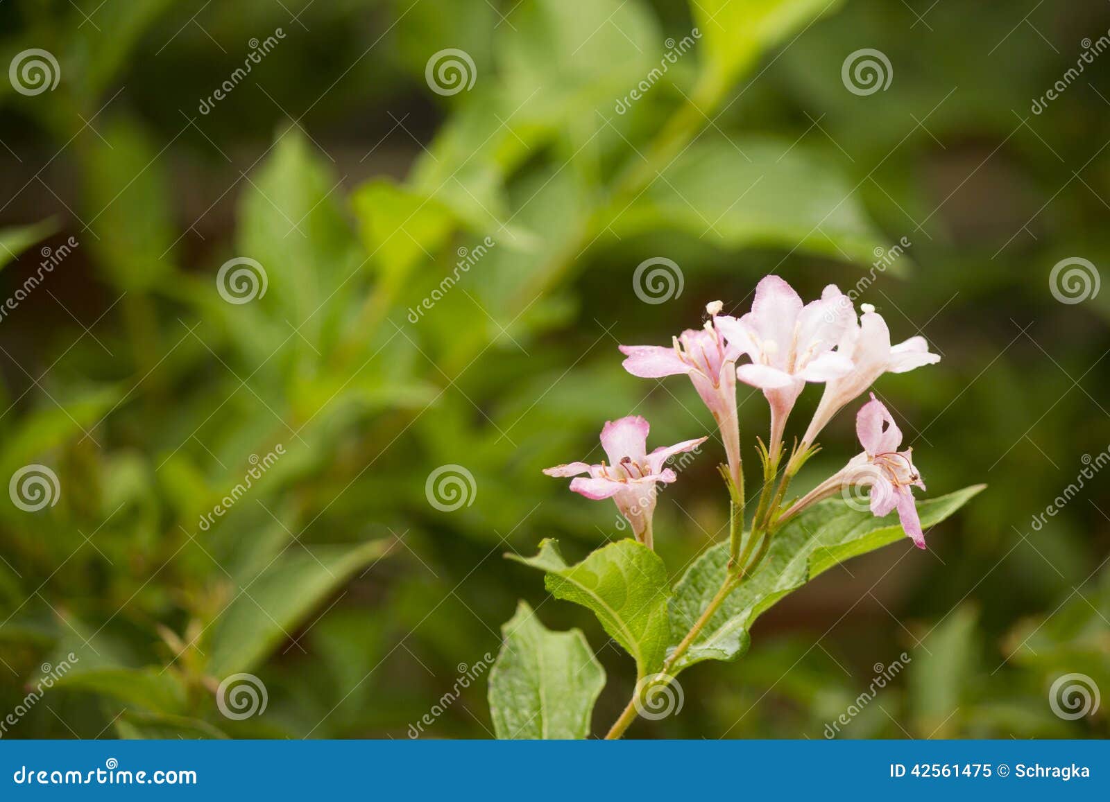 Pink flower bush stock image. Image of flowers, nature - 42561475