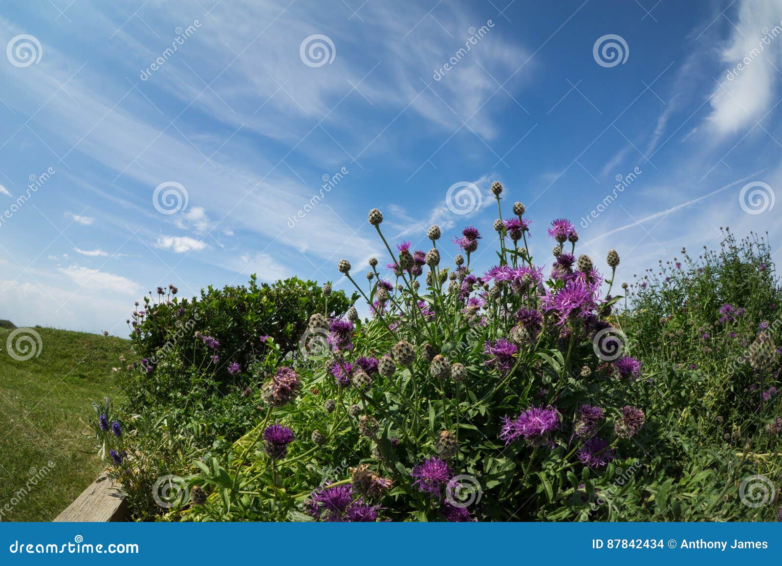 Pink Flower Bush in the Foreground Stock Photo - Image of stones ...