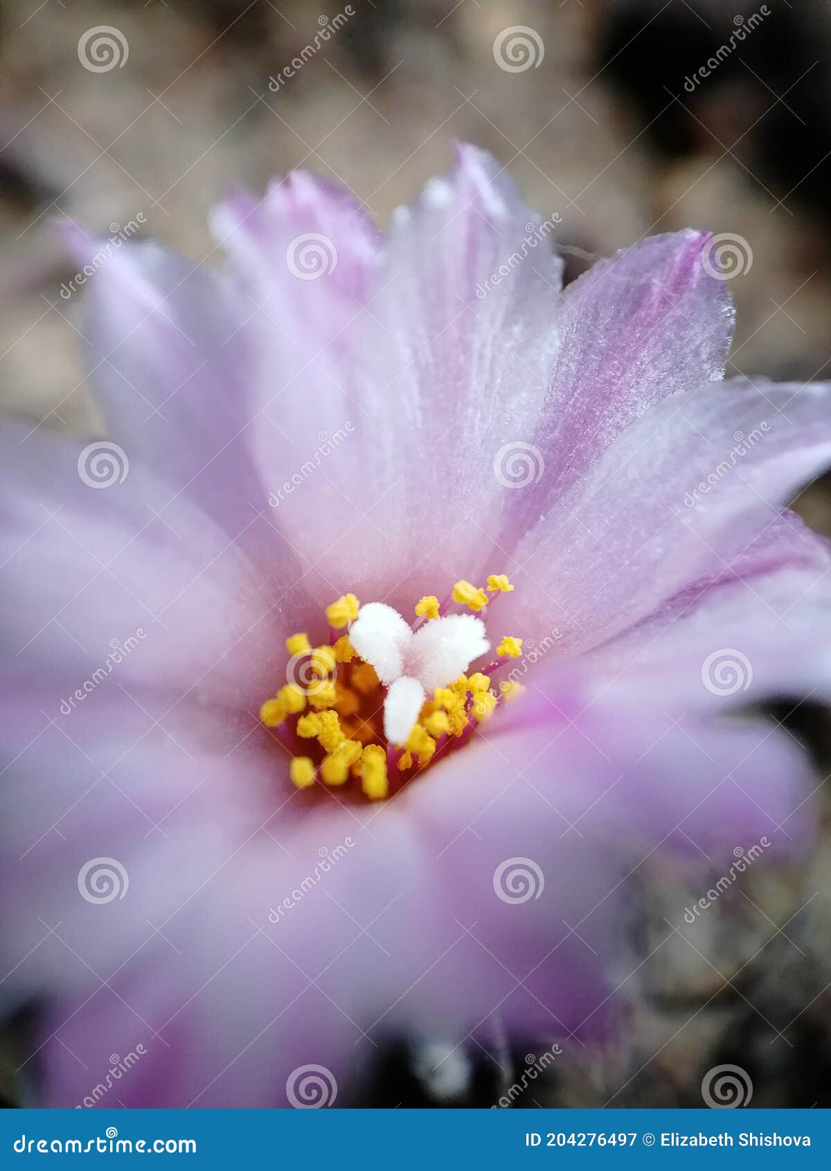 Pink Flower of Cactus Turbinicarpus Stock Image - Image of purple ...
